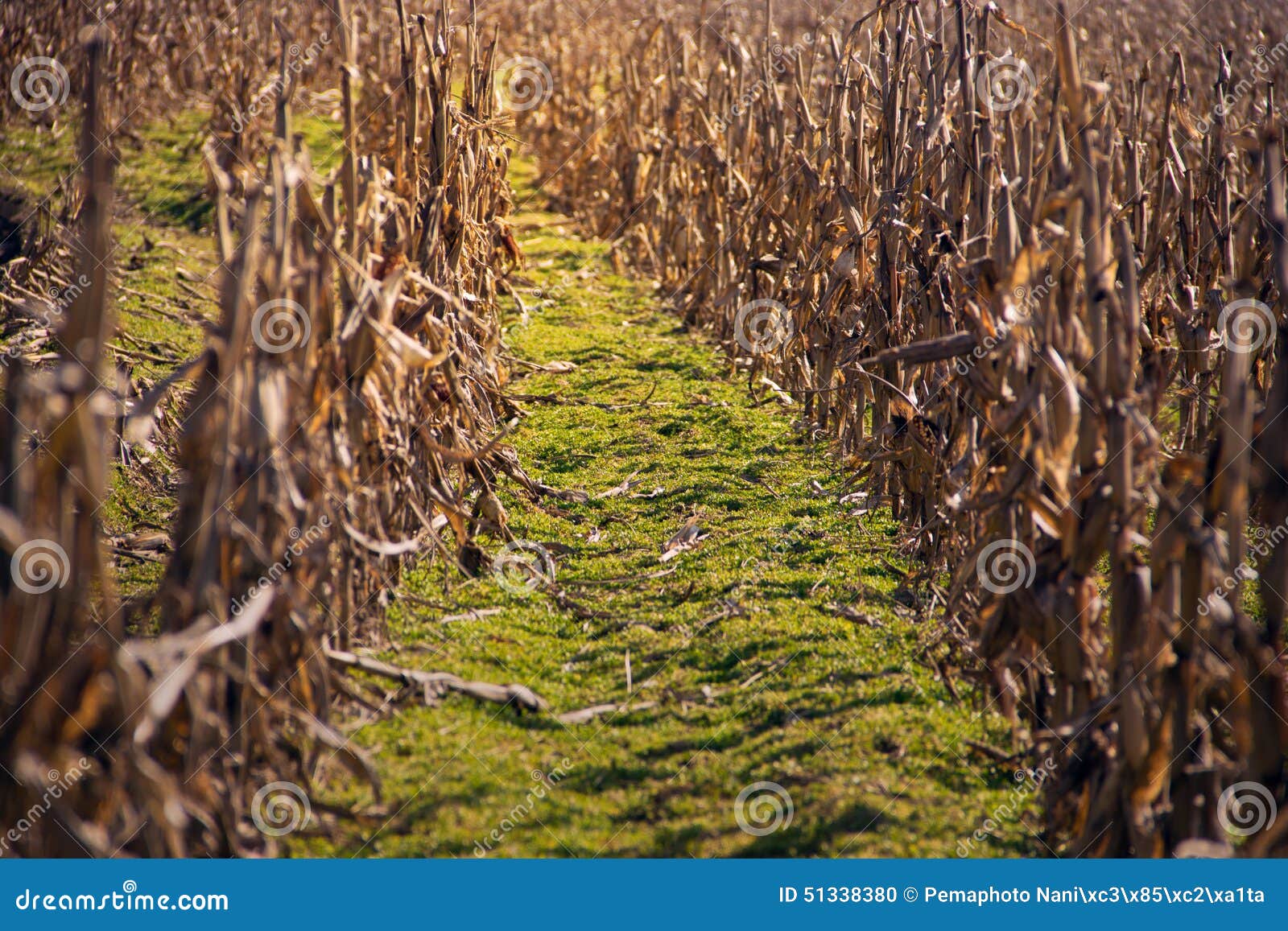 Old Maize Field stock photo. Image of green, plants, fresh - 51338380