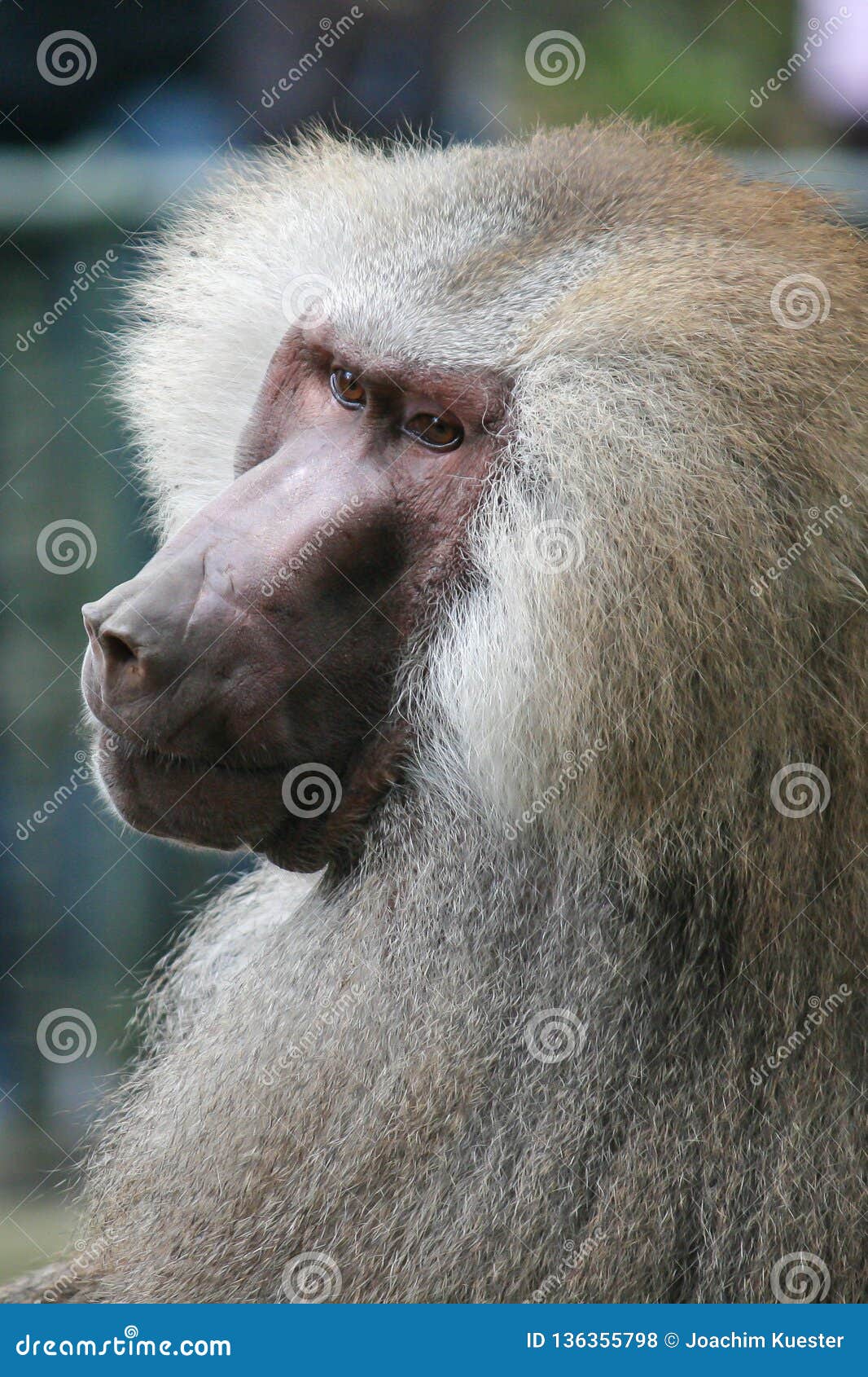 Old male baboon stock photo. Image of nature, wildlife - 136355798
