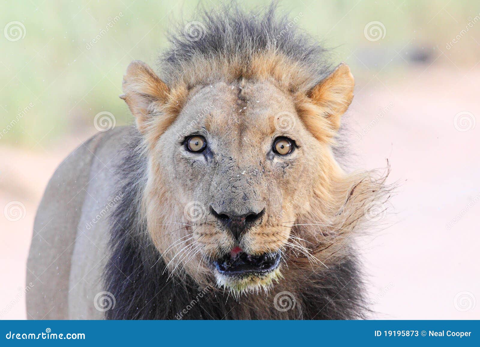 Old male lion stock image. Image of south, lions, lion - 19195873