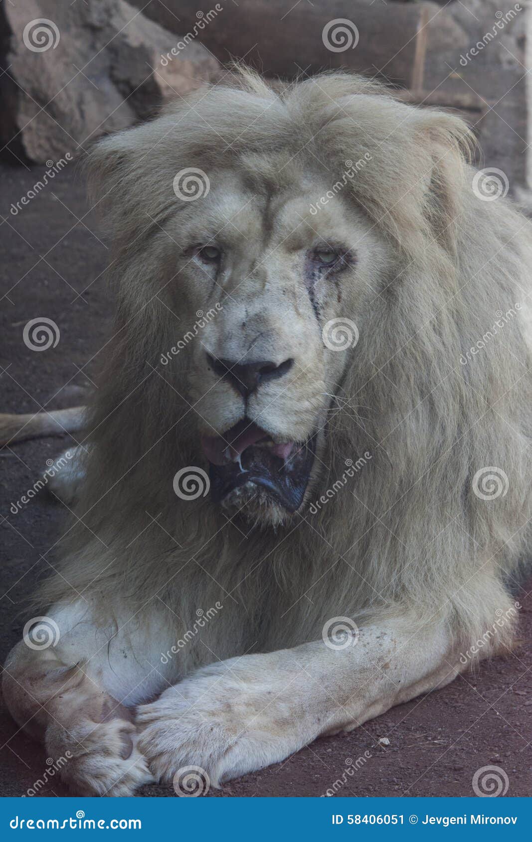 Old male lion stock image. Image of leucocephalus, portrait - 58406051
