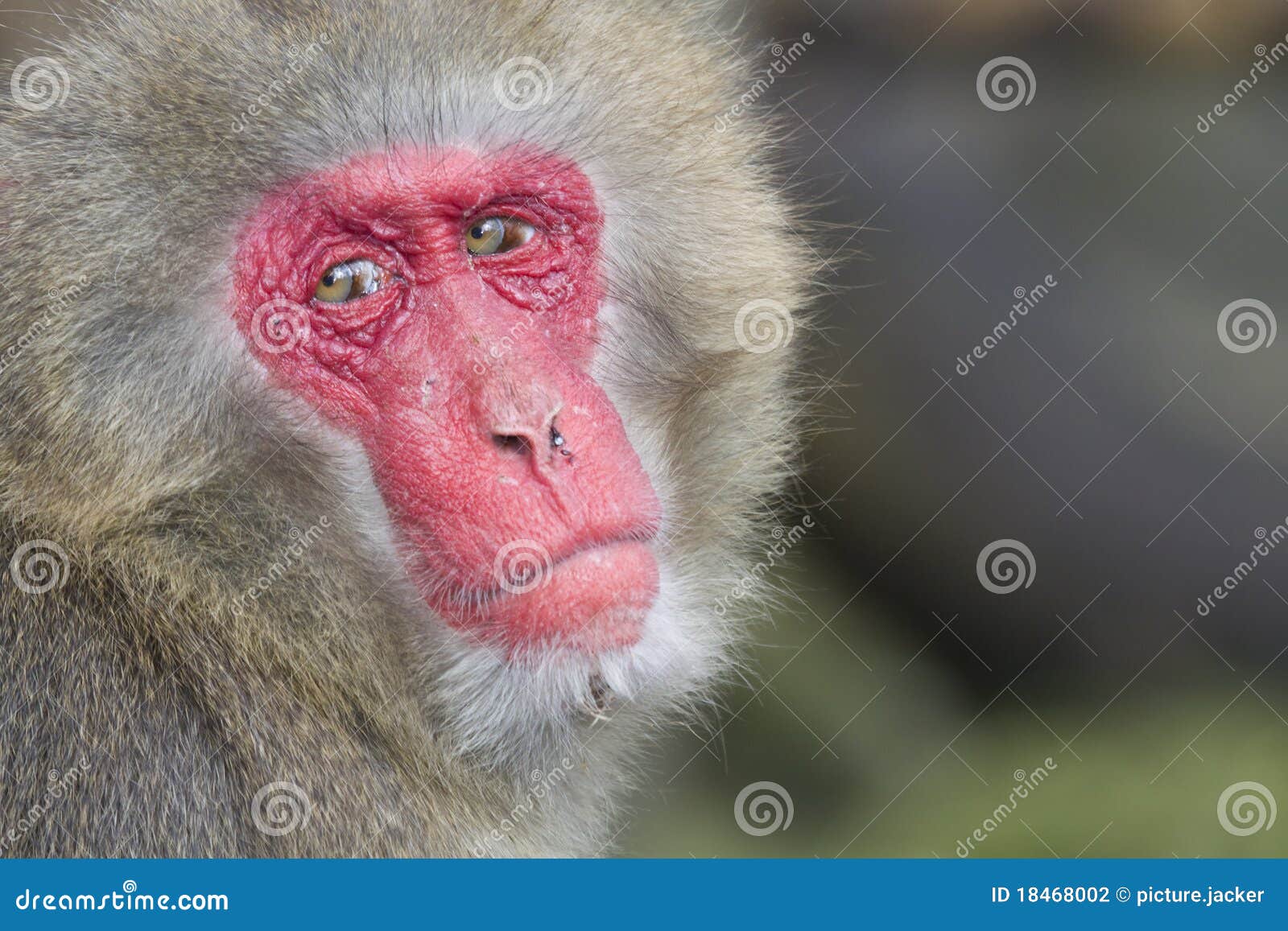 Old male macaque stock photo. Image of asia, nagano, care - 18468002