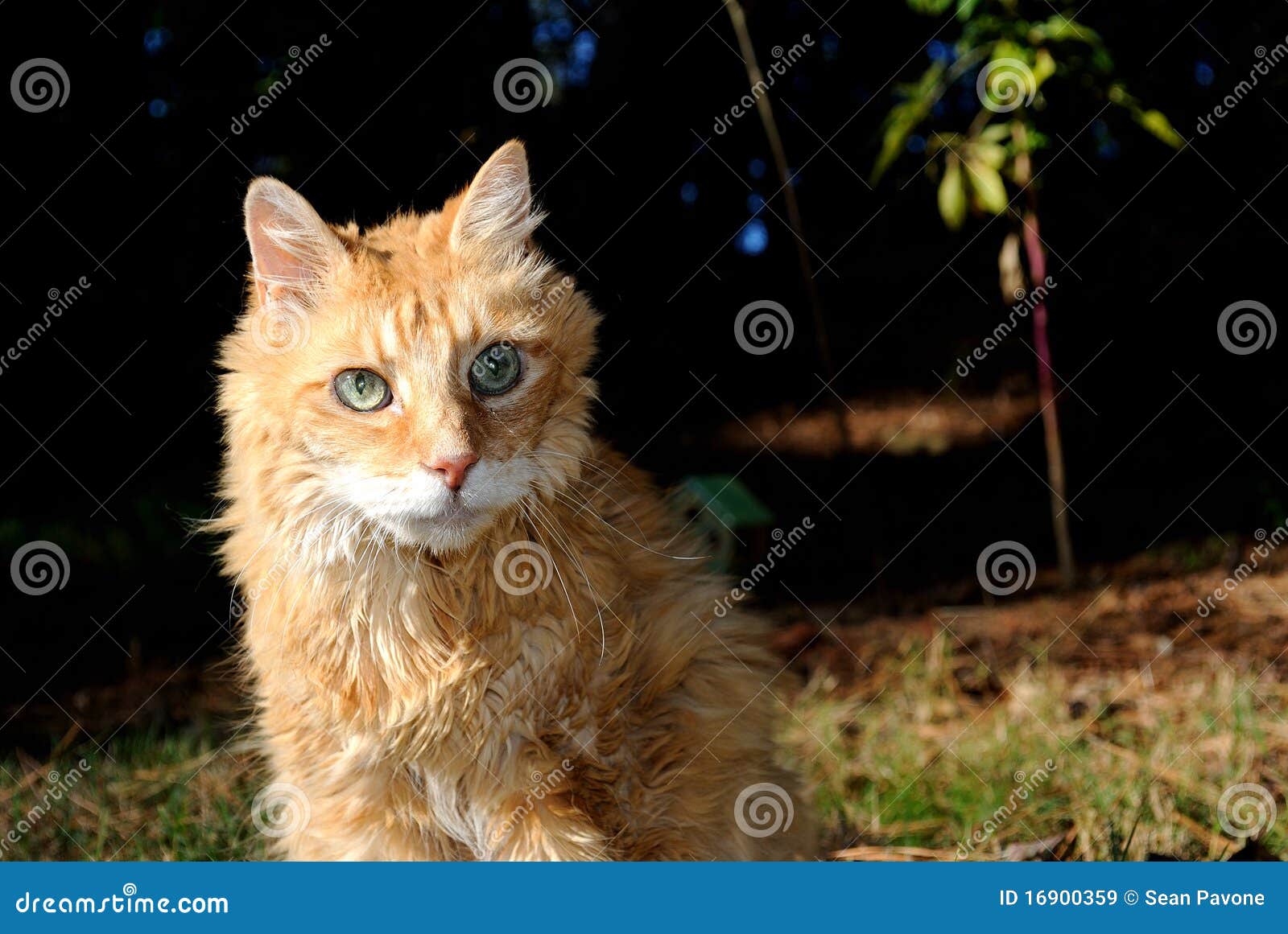 Old Male Orange Cat stock image. Image of cats, nice - 16900359