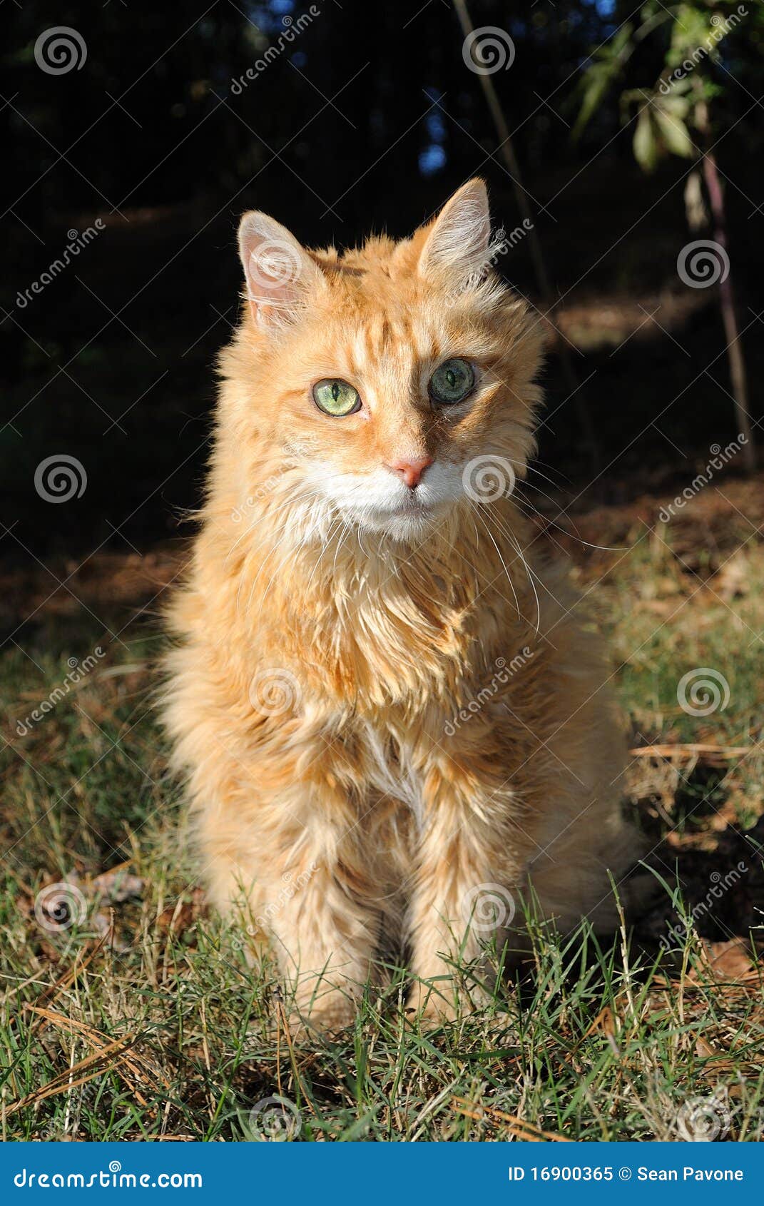 Old Male Orange Cat stock image. Image of attentive, comfortable - 16900365
