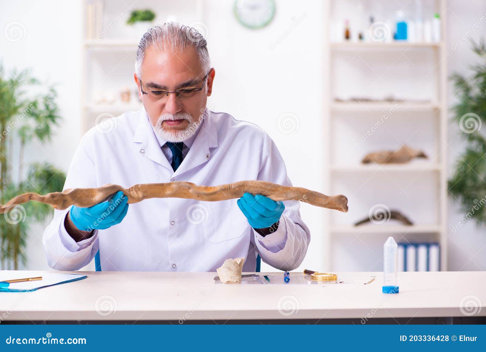 Old Senior Paleontologist Working in the Lab Stock Photo - Image of ...