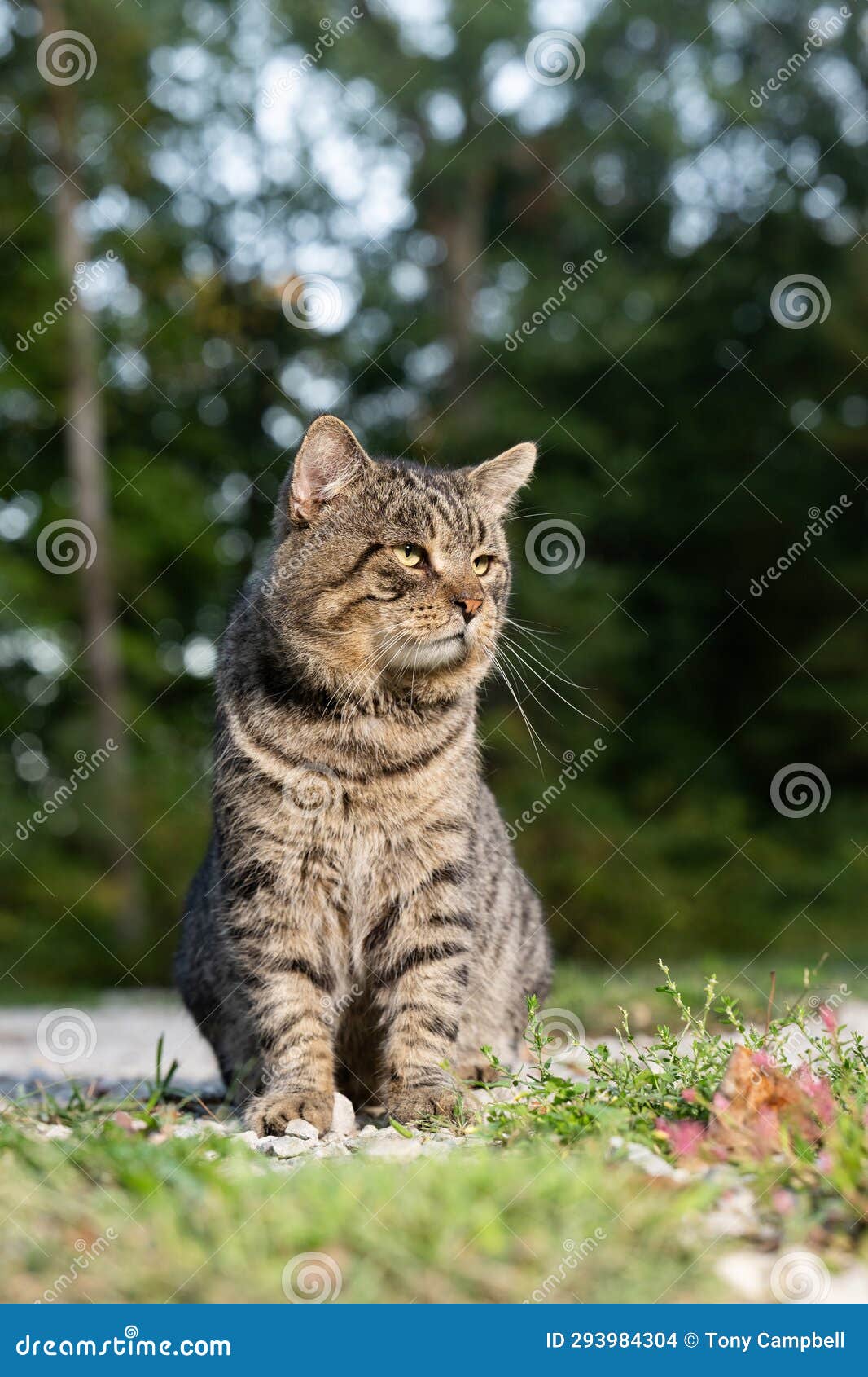 Old male tabby cat stock photo. Image of backyard, tomcat - 293984304