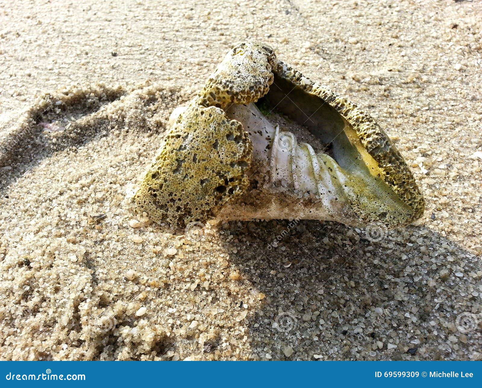 Old melongena shell stock image. Image of nature, sandy - 69599309