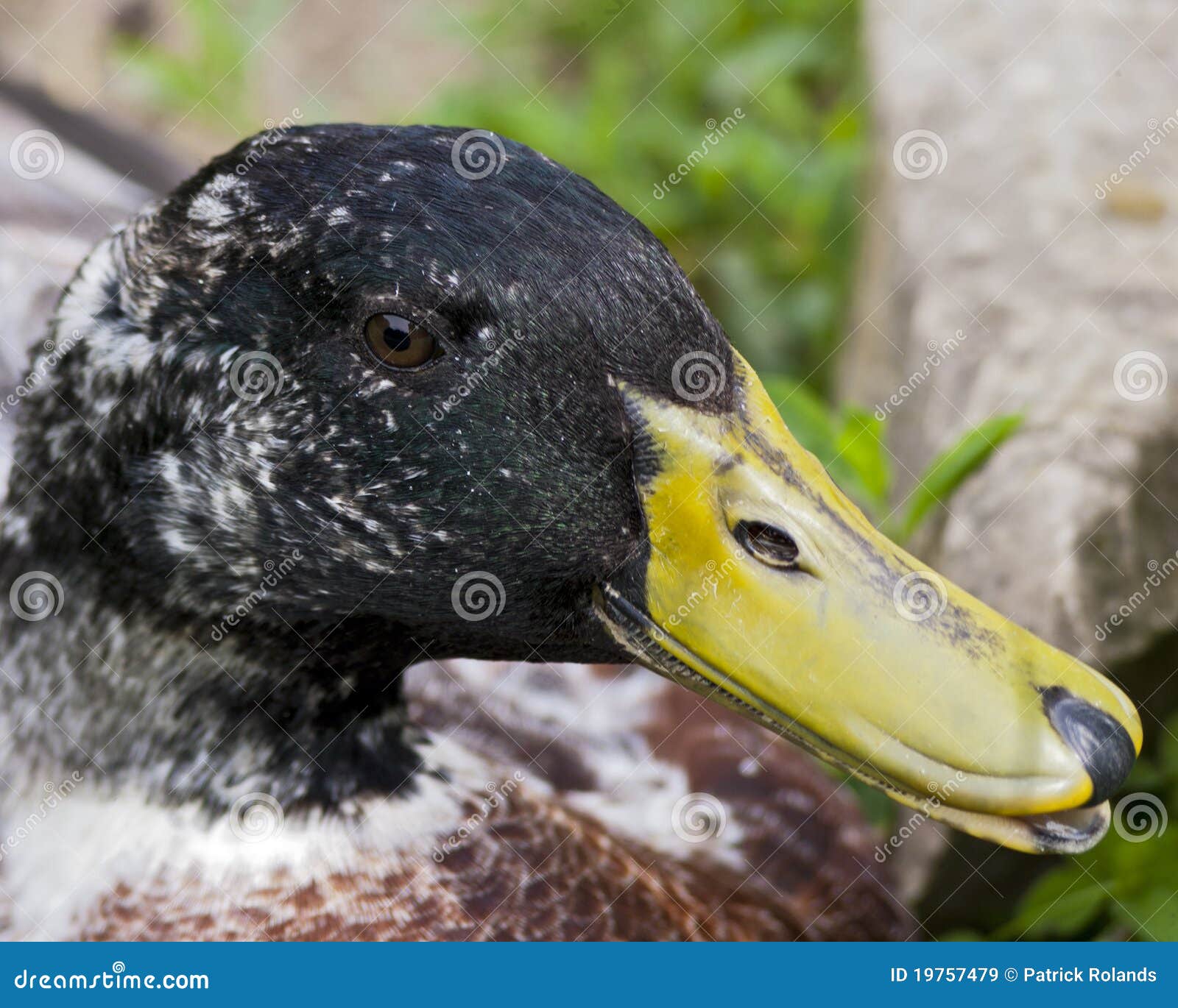 Old mallard duck stock image. Image of green, aquatic - 19757479