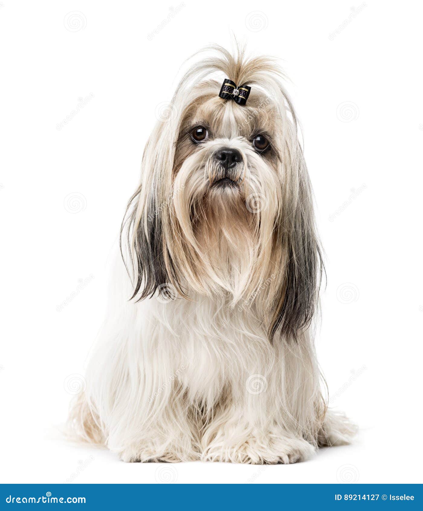 Old Maltese Sitting, Isolated Stock Image - Image of maltese, looking ...