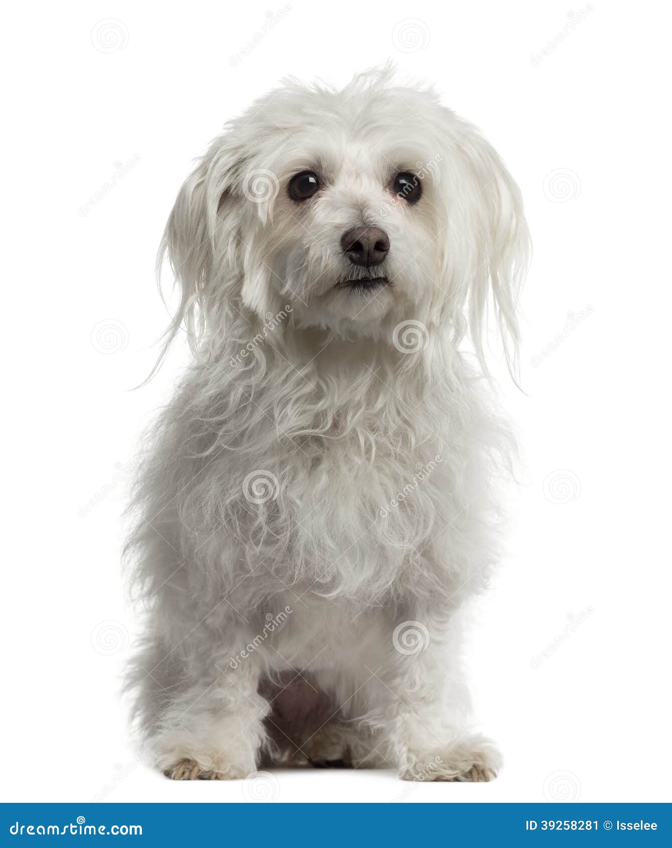 Old Maltese Sitting and Looking Away Stock Image - Image of white ...