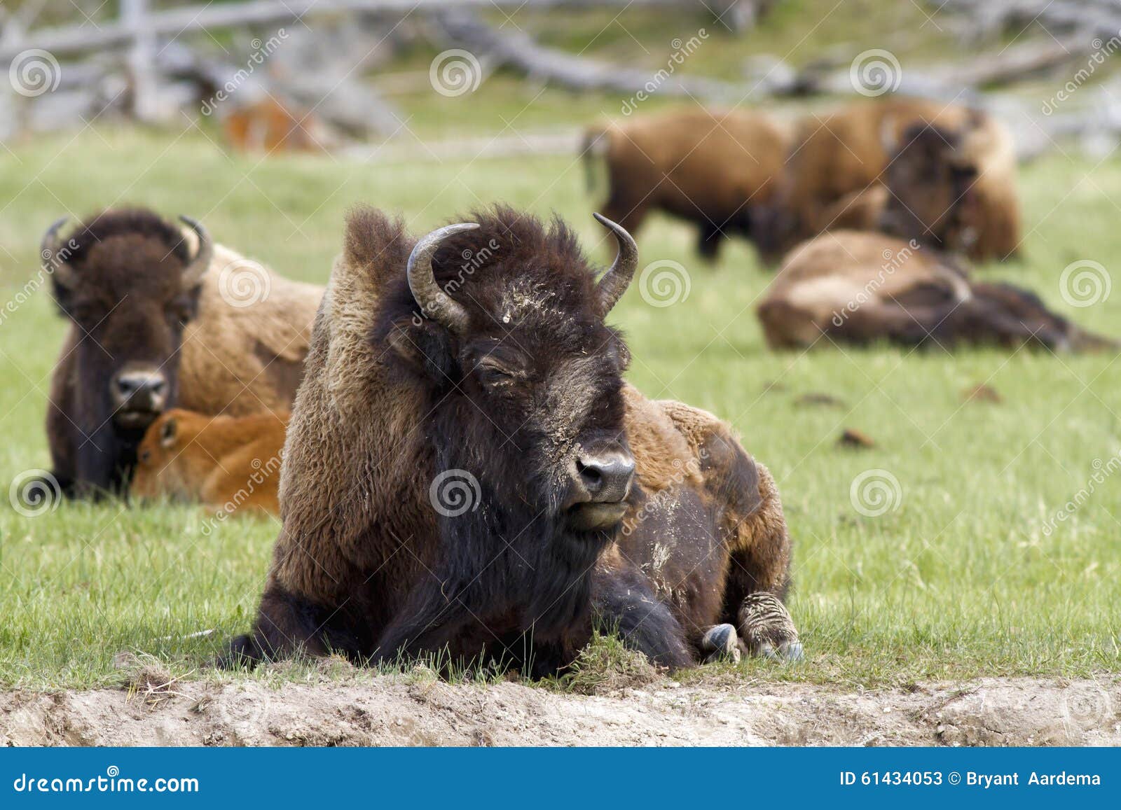 Old Man Bison stock image. Image of yellowstone, spring - 61434053