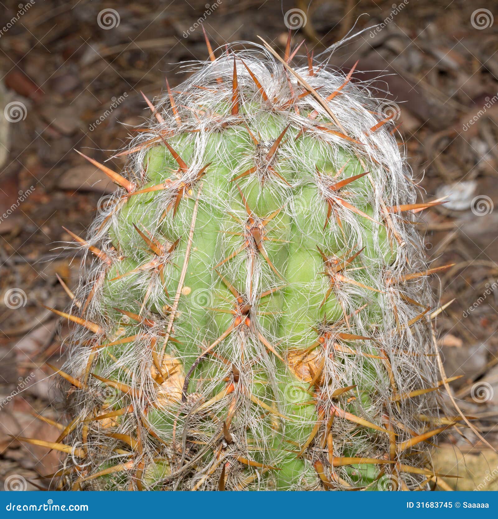 Old Man Cactus (Cephalocereus Senilis). Stock Image - Image of woolly ...
