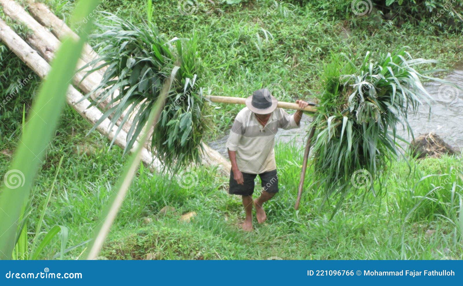 Old Man Collecting and Lifting Grass Editorial Photo - Image of flower ...