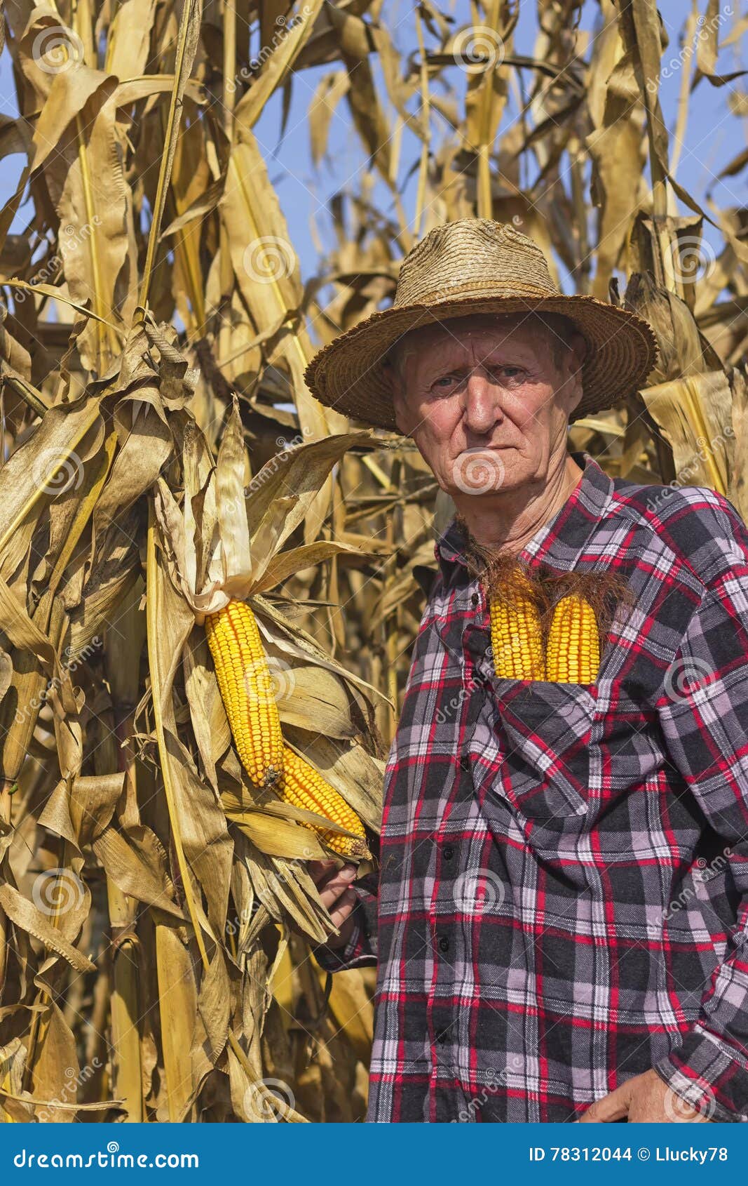 Old man in corn field stock photo. Image of harvesting - 78312044