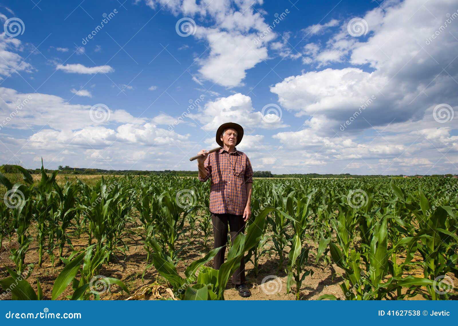Old man in corn field stock photo. Image of holding, farmer - 41627538