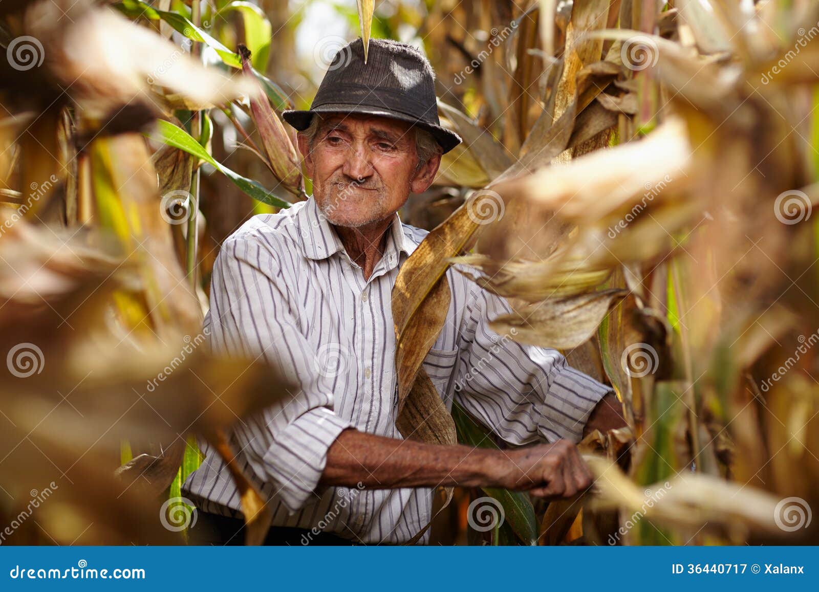 Old man at corn harvest stock image. Image of green, maize - 36440717
