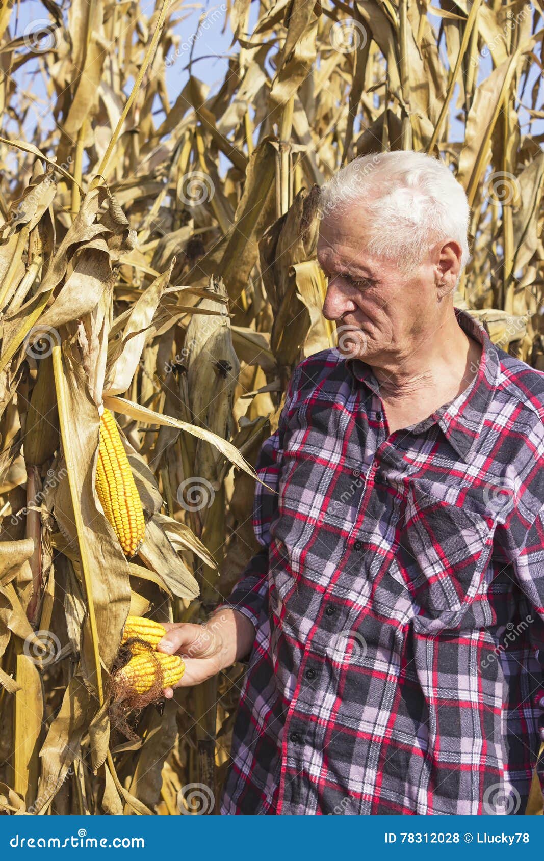 Old Man with Corn in His Hand Stock Photo - Image of autumn, hand: 78312028