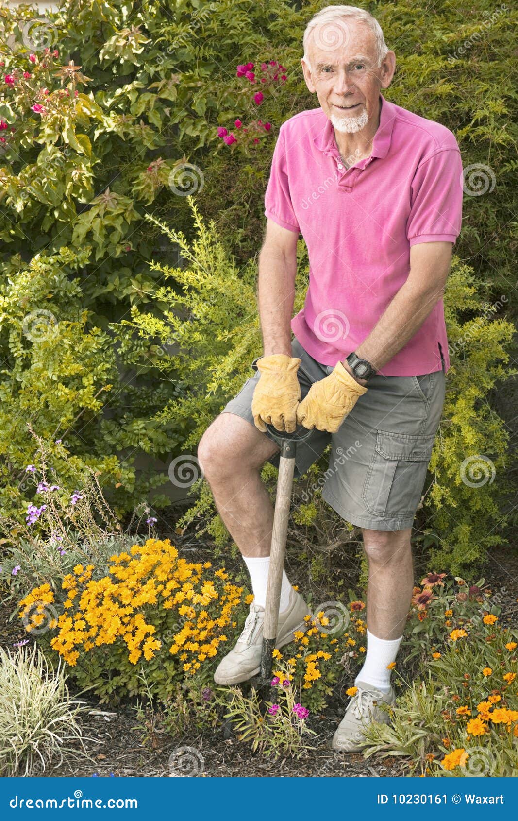 Old man digging in garden stock image. Image of flowers - 10230161