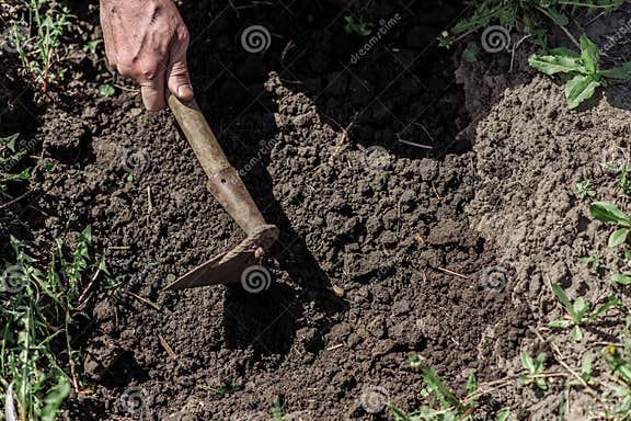 Man Digs the Earth with a Hoe Stock Photo - Image of person, tool ...