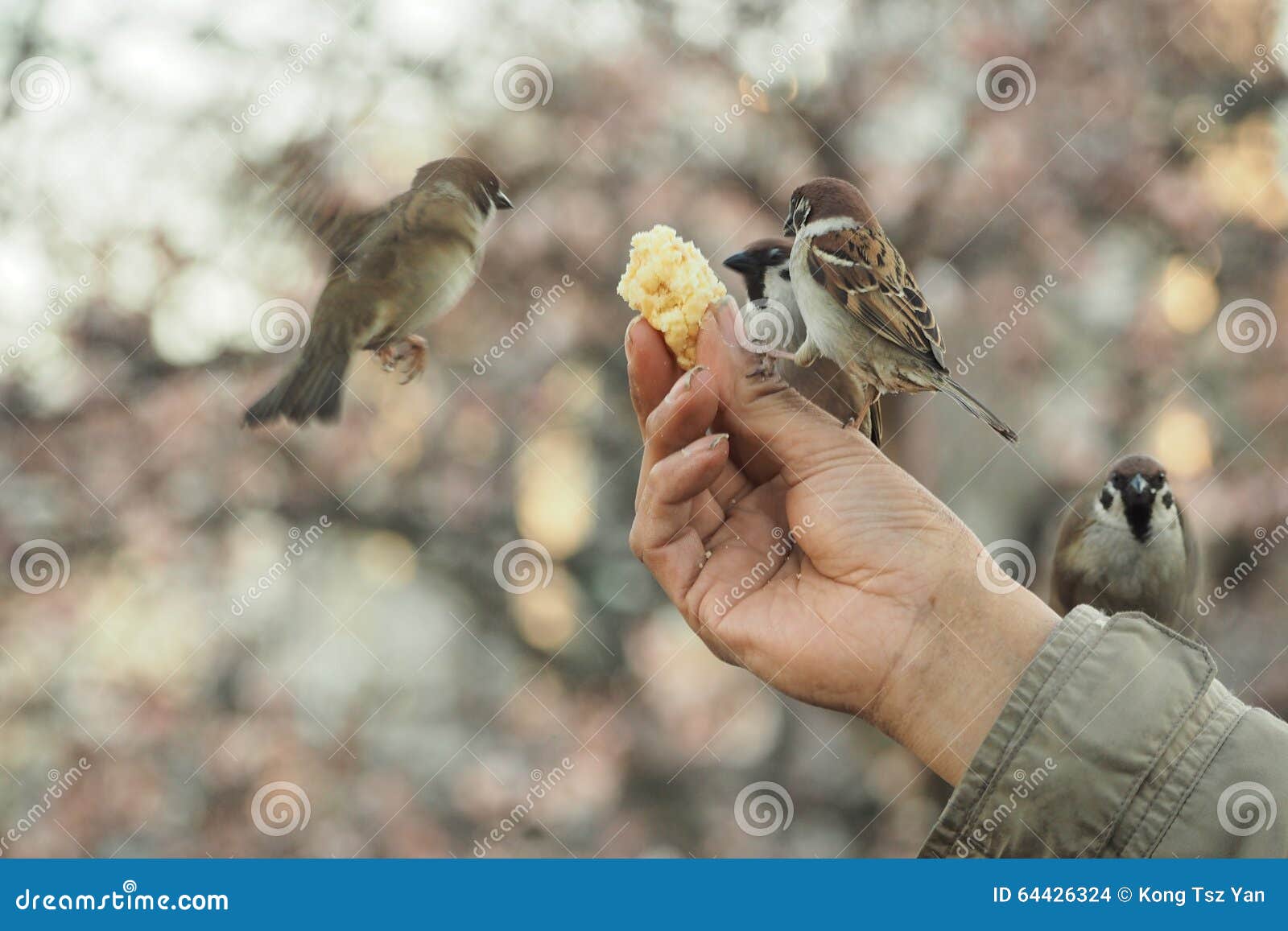 An OLD MAN FEED the BIRDS stock photo. Image of nice - 64426324