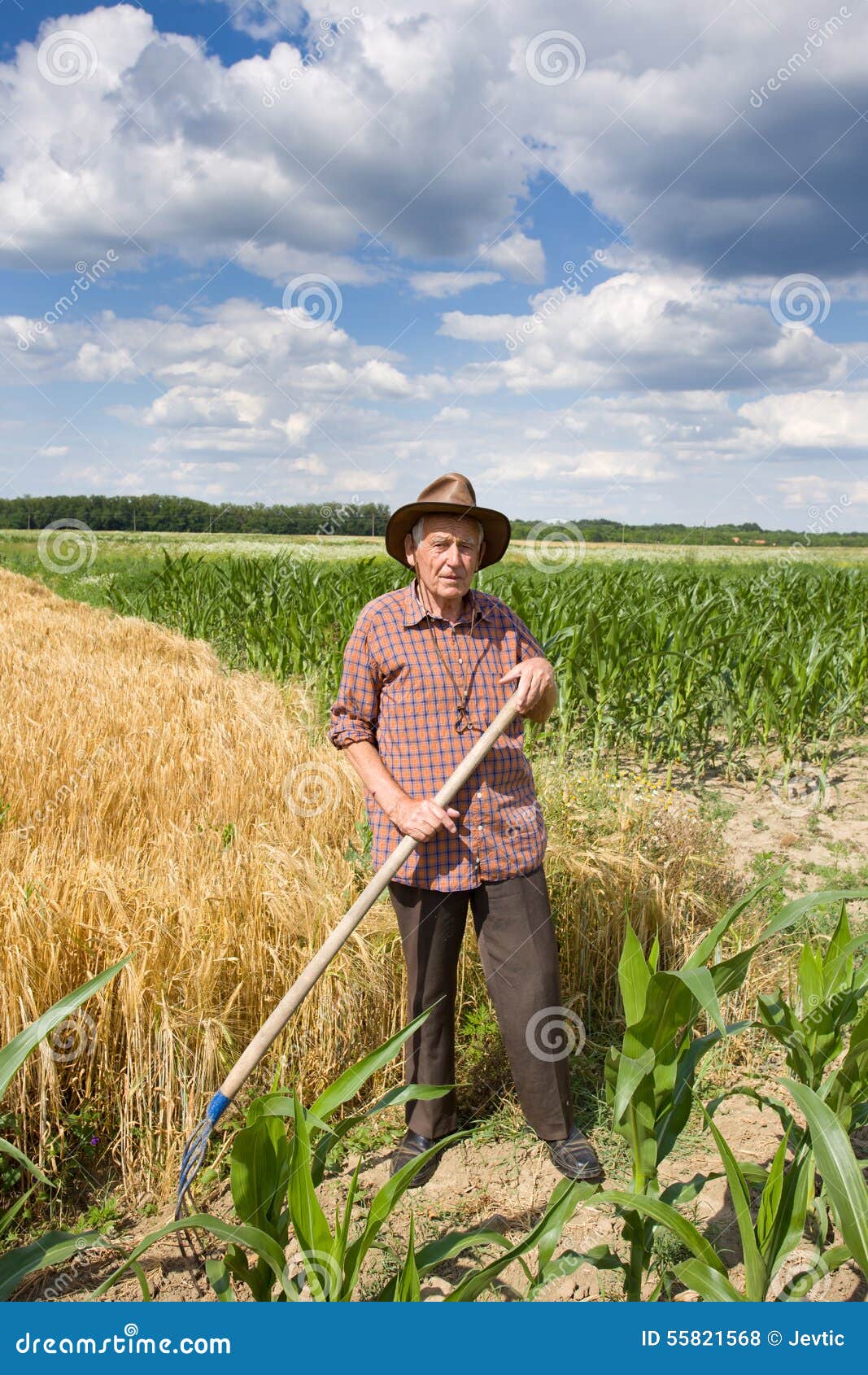 Old man in the field stock photo. Image of agricultural - 55821568