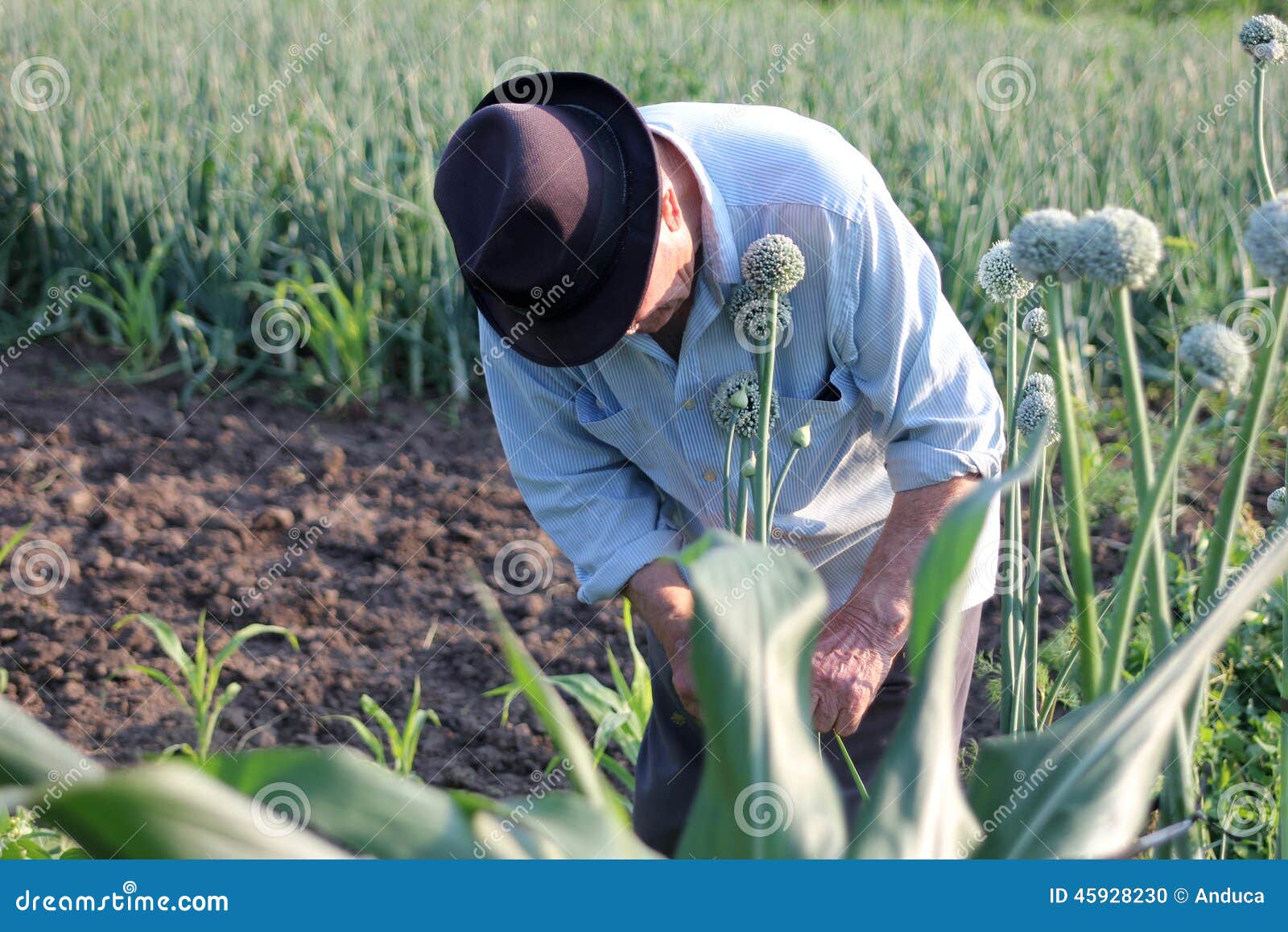 Old man in the garden stock photo. Image of gather, garden - 45928230