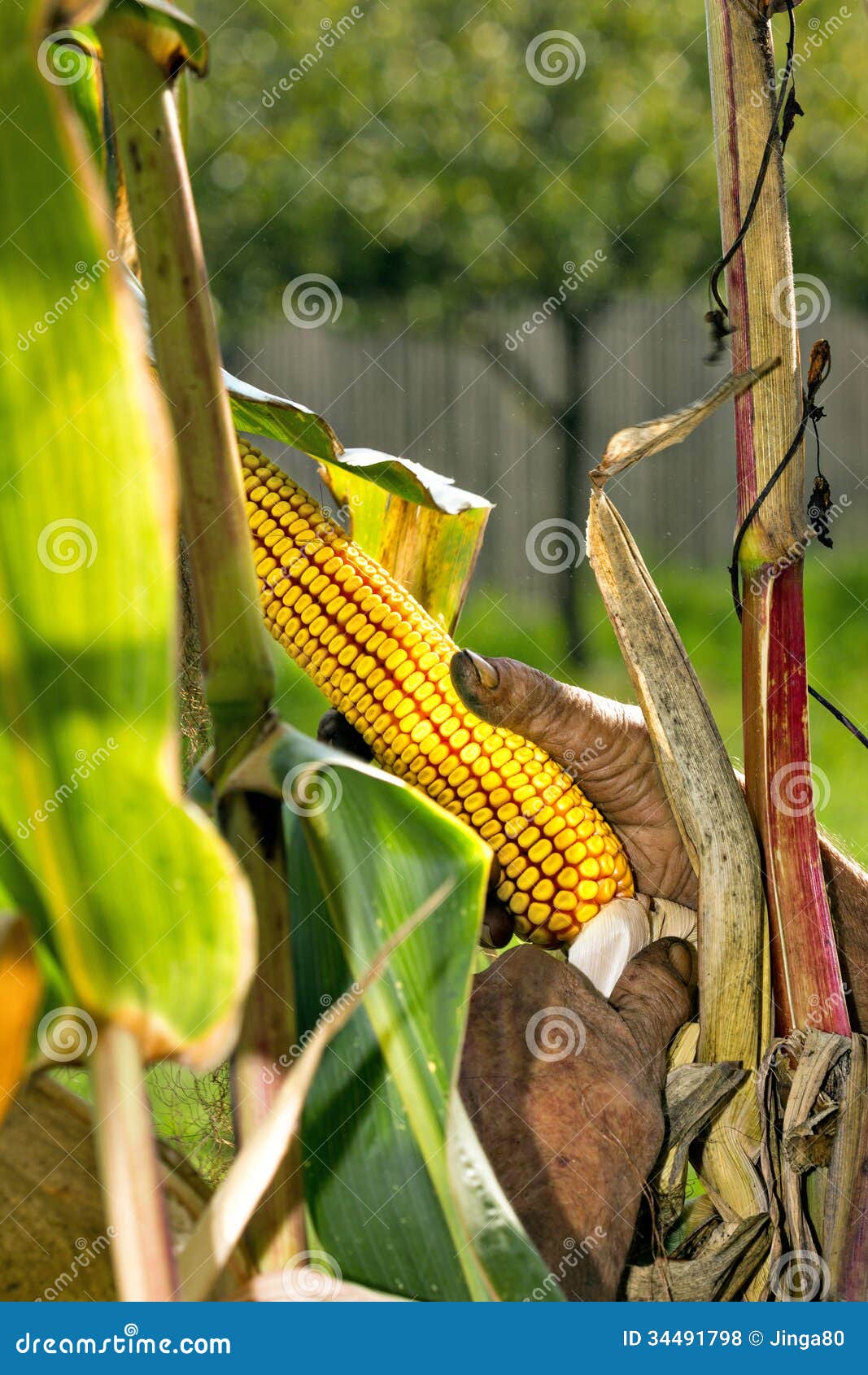 Old man harvesting corn stock photo. Image of harvesting - 34491798