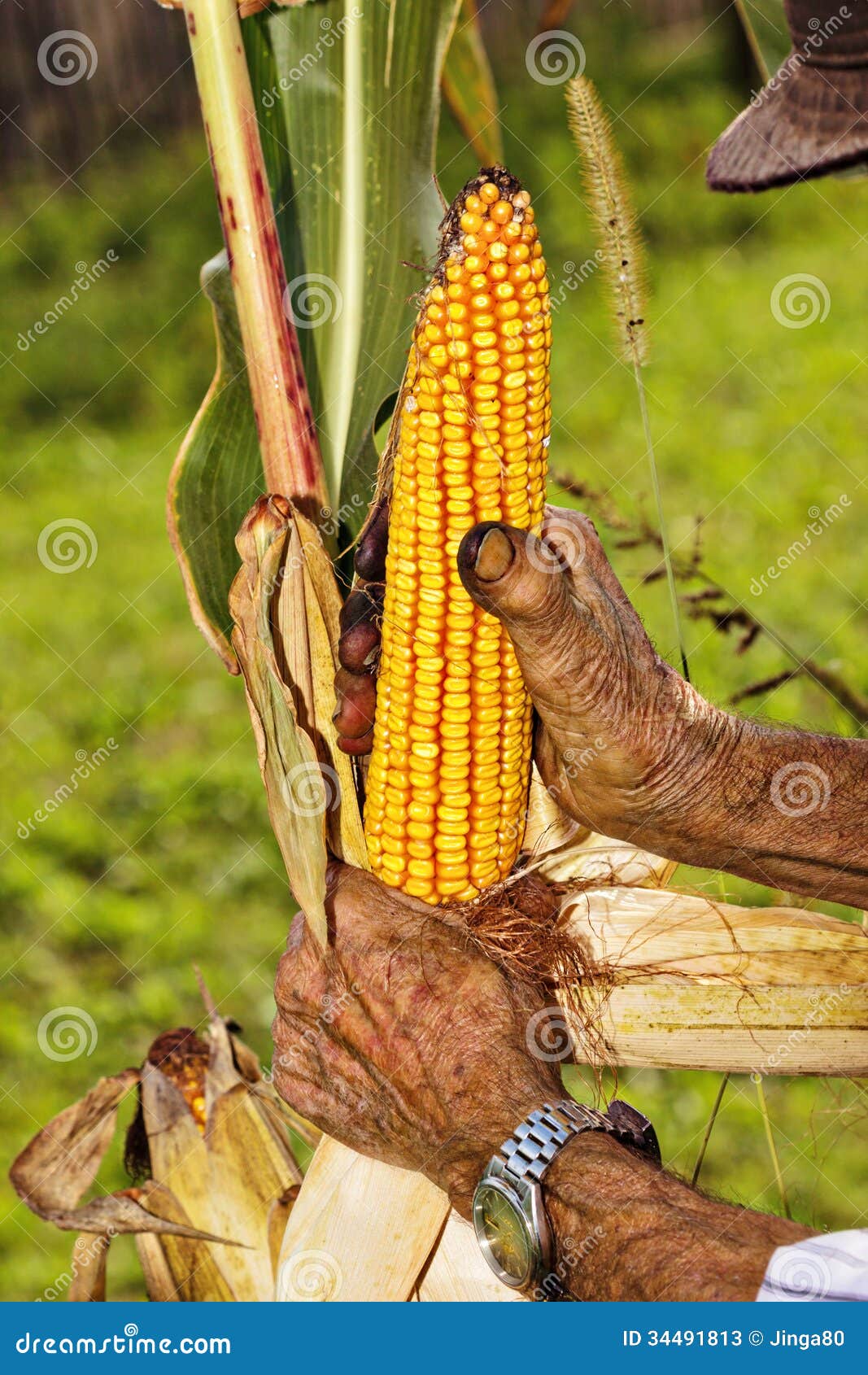 Old man harvesting corn stock image. Image of grandfather - 34491813