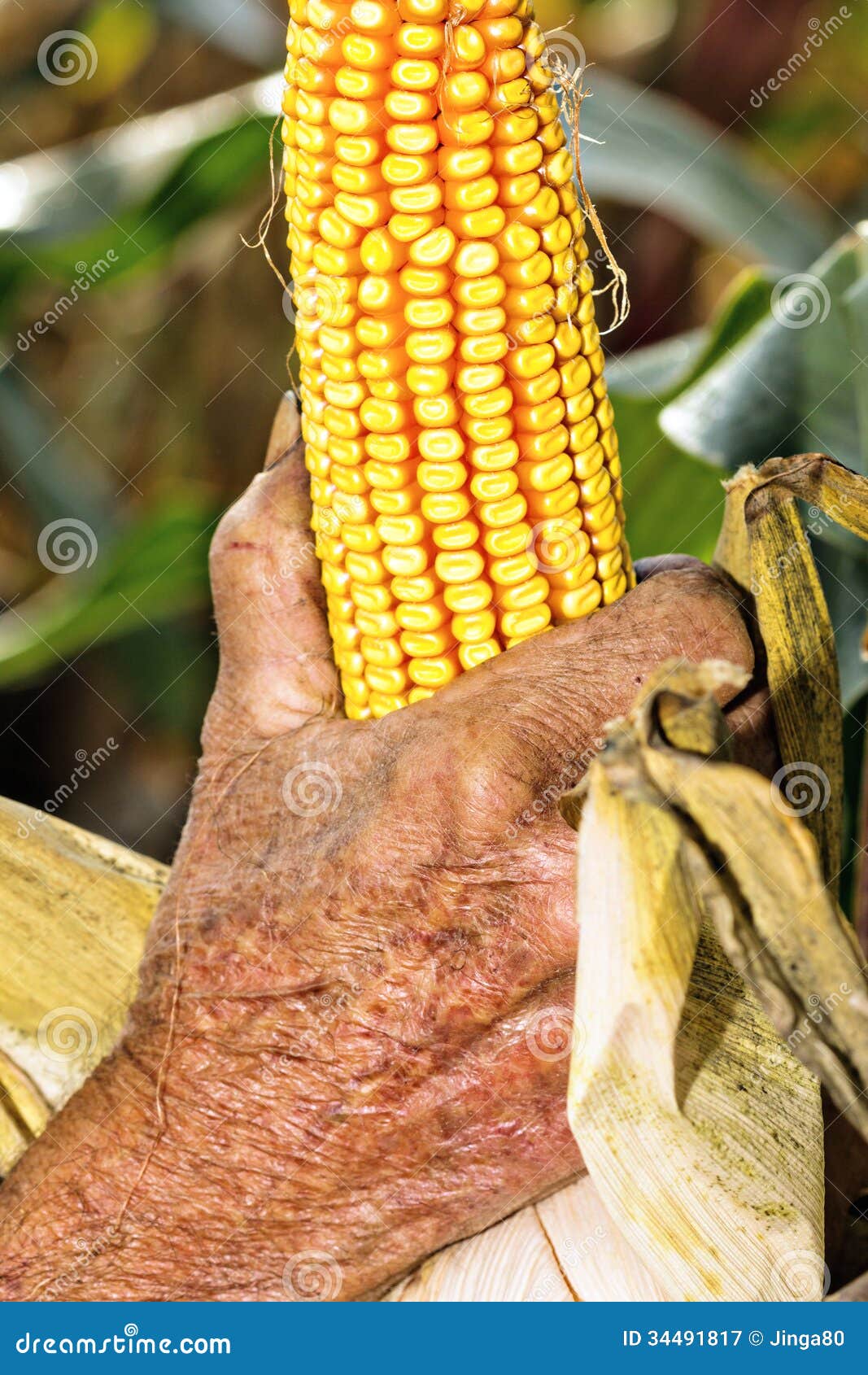 Old man harvesting corn stock image. Image of agriculture - 34491817