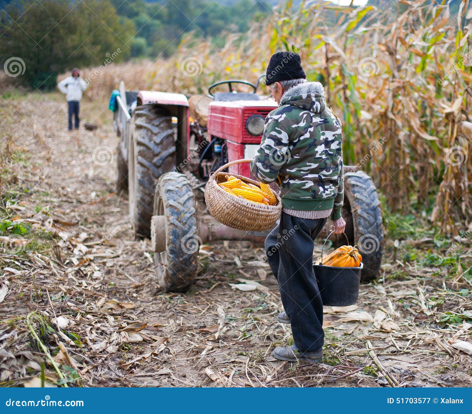 Old Man Harvesting Corn Royalty-Free Stock Photography | CartoonDealer ...