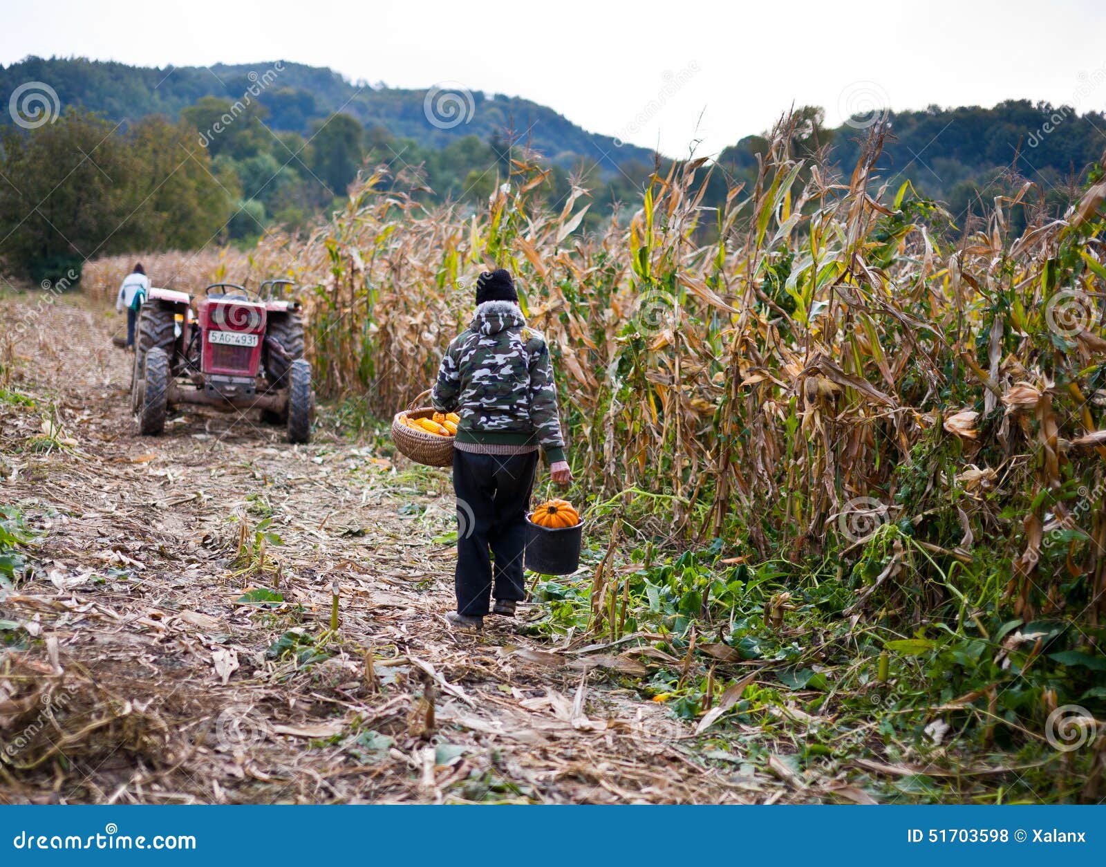 Old man harvesting corn stock photo. Image of pensioner - 51703598