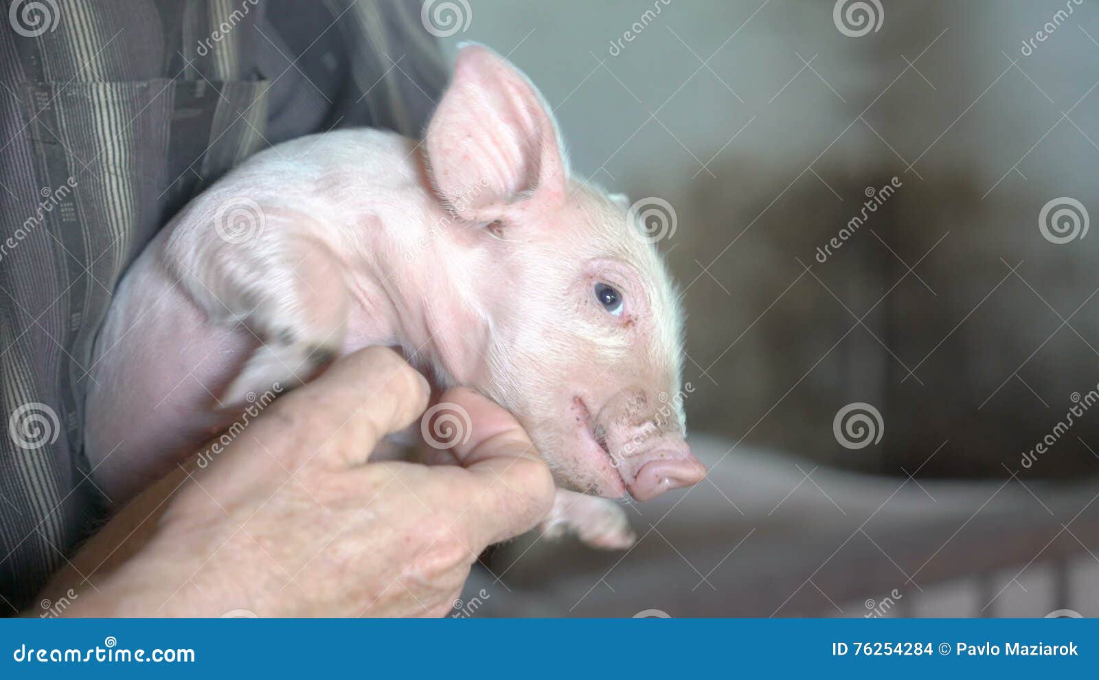 Old Man Holds a Pig Under the Chin in 4K Stock Footage - Video of ...
