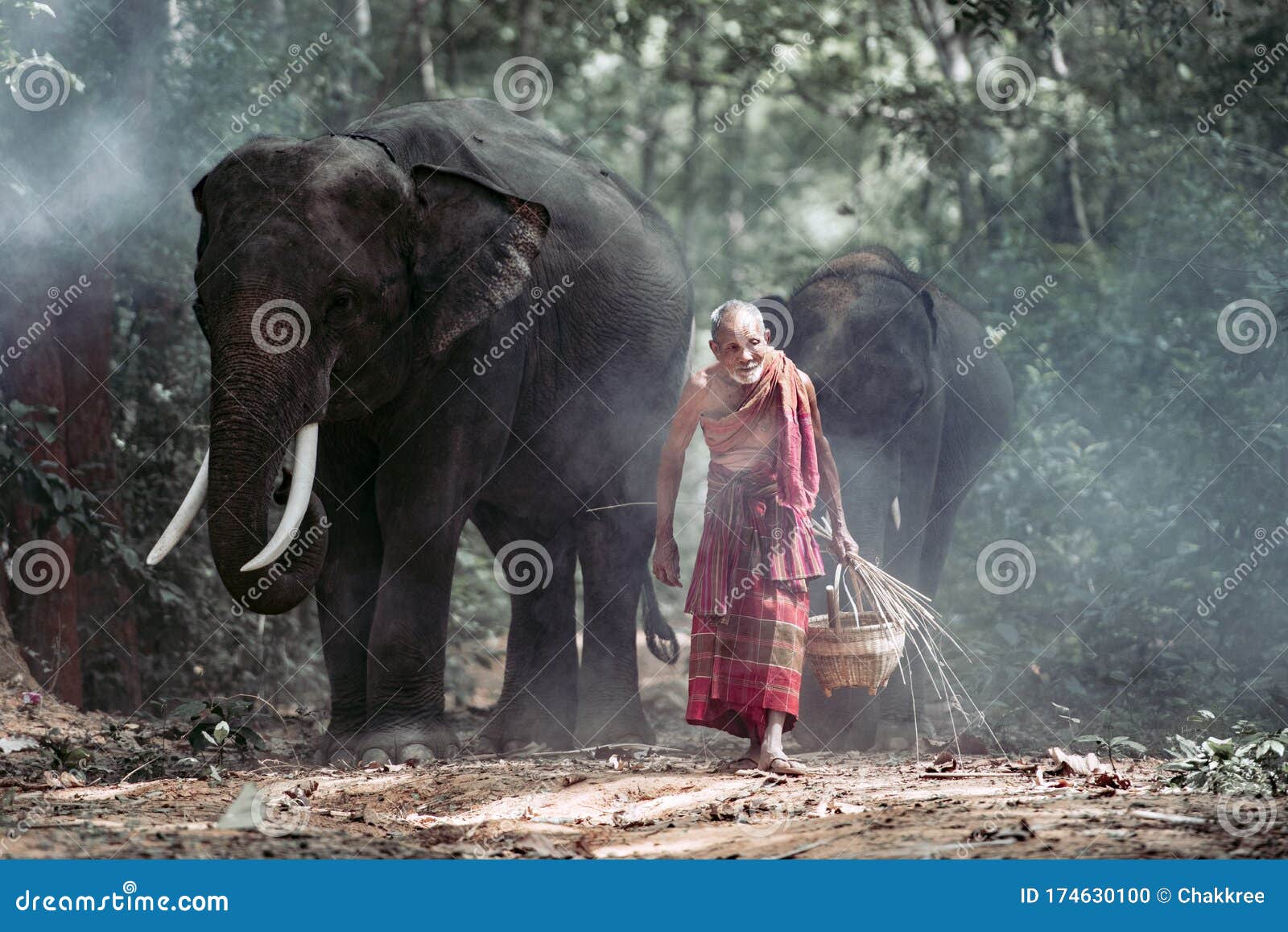 Old Man Mahout Raising Elephants in the Forest Stock Photo - Image of ...