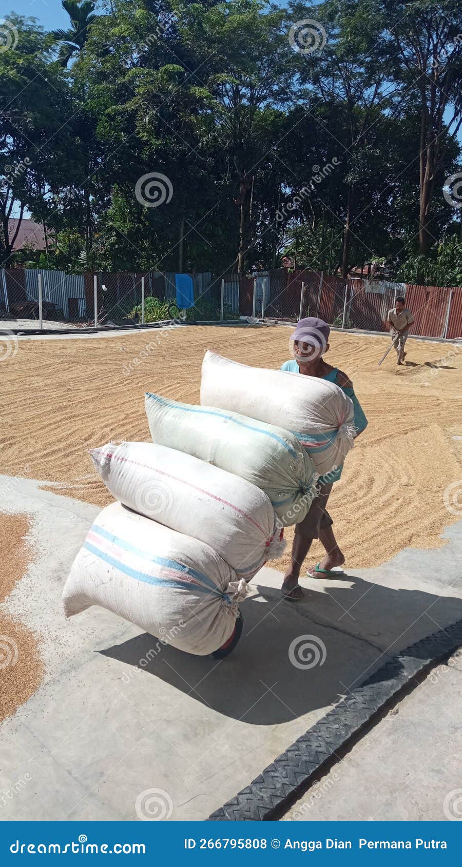 Old Man Move the Rice Bag from the Mill Editorial Stock Photo - Image ...