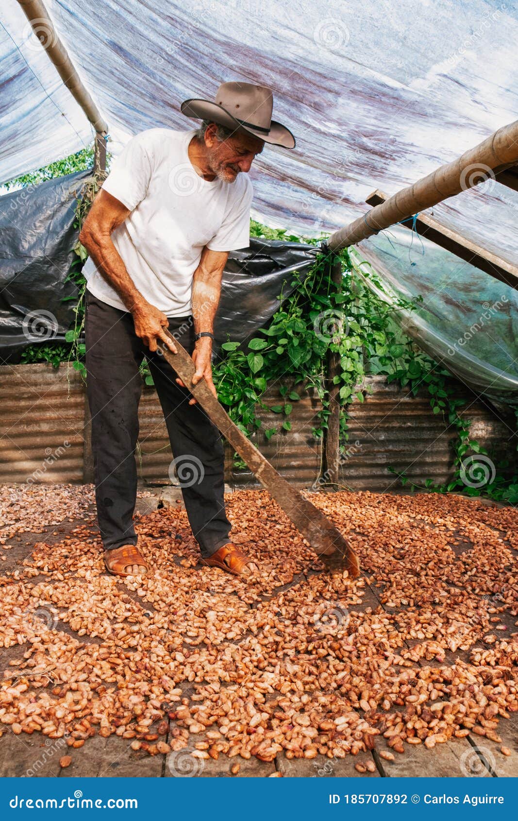 Old Man Moving Cocoa Beans To Dry Stock Photo - Image of bean ...