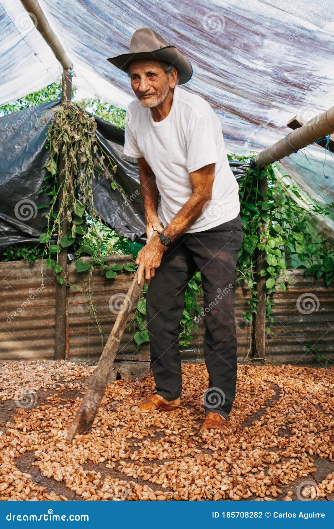 Old Man Moving Cocoa Beans To Dry Stock Photo - Image of background ...