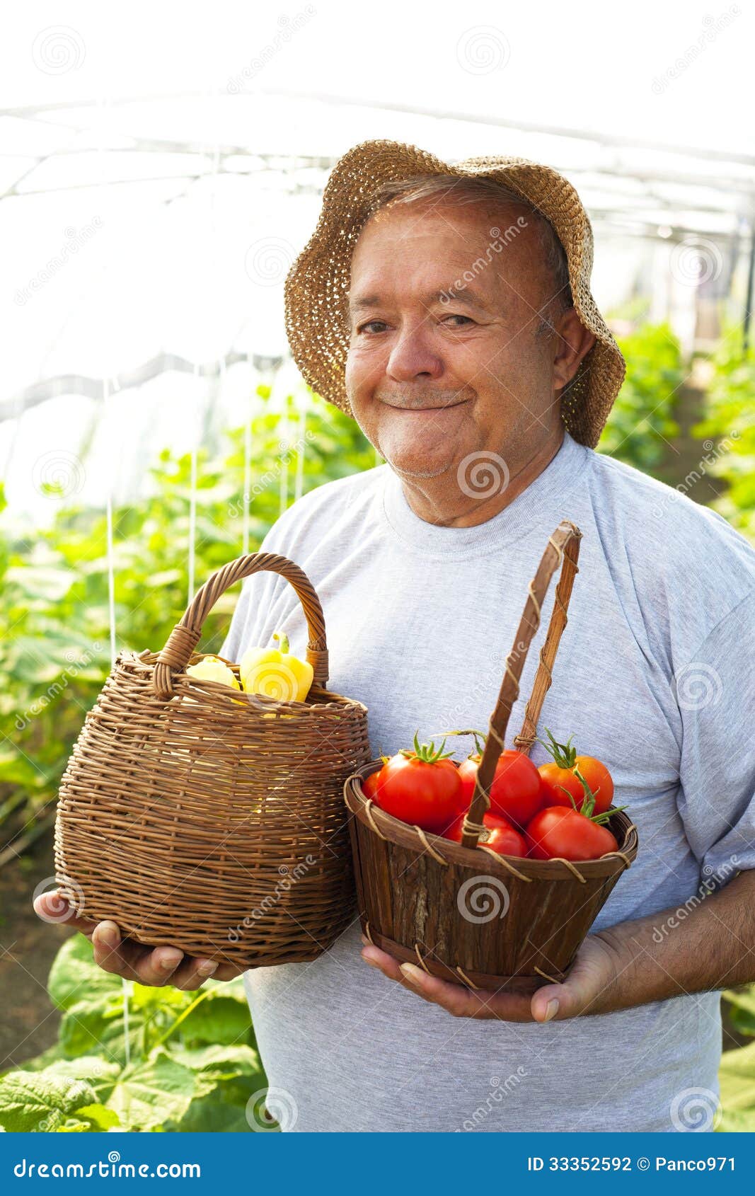 Old man picked vegetables stock photo. Image of agriculture - 33352592