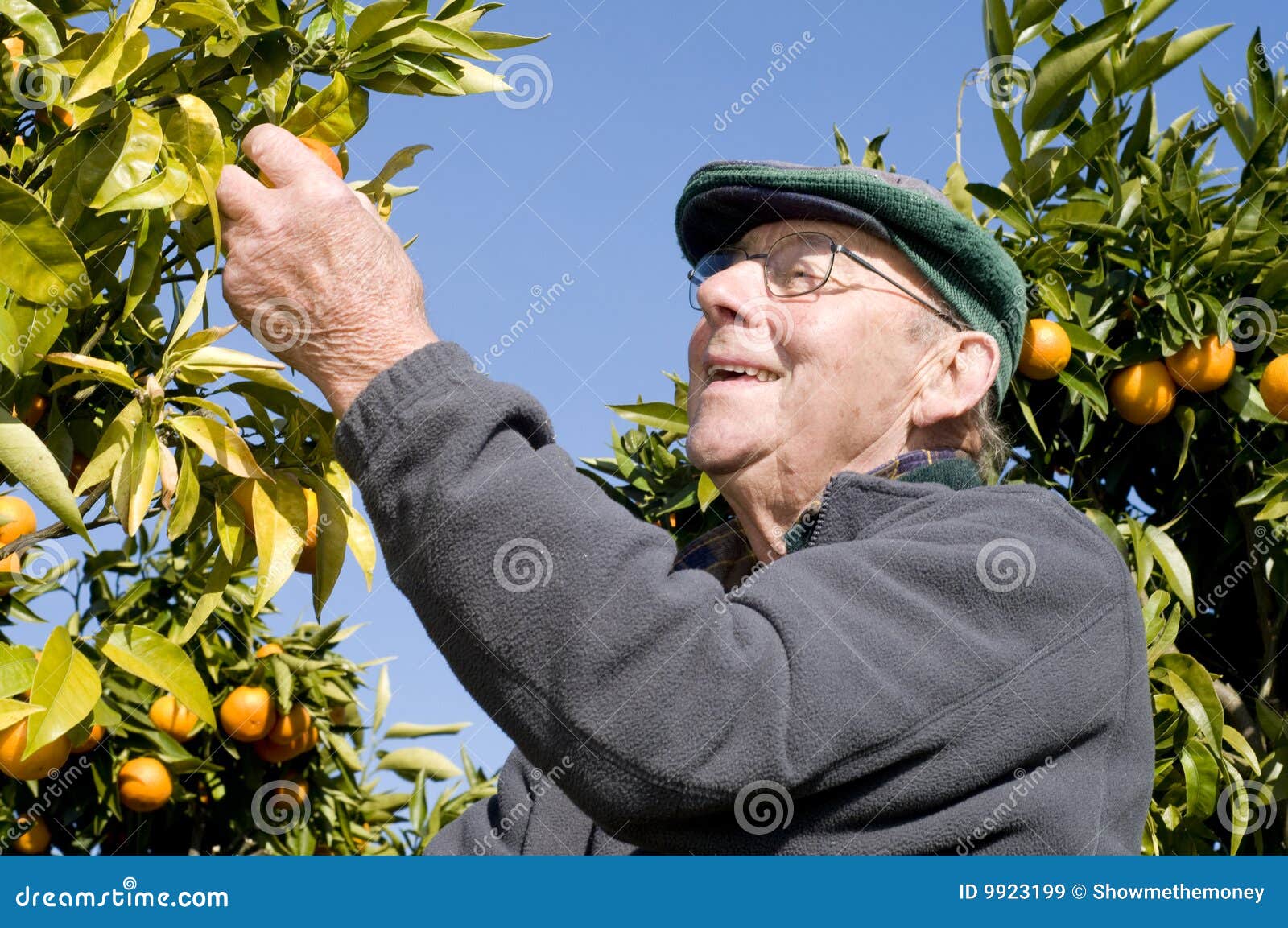 Old man picking fruit stock image. Image of caucasian - 9923199