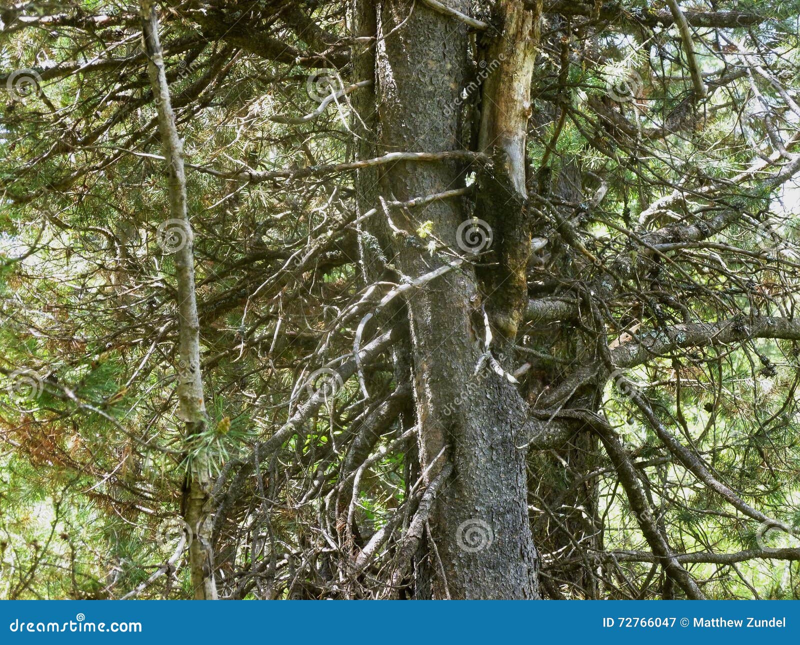 Old Man Pine stock image. Image of pine, rocky, tree - 72766047