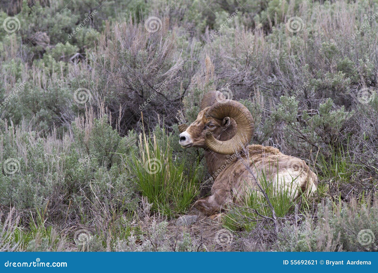 Old Man stock image. Image of rock, resting, yellowstone - 55692621