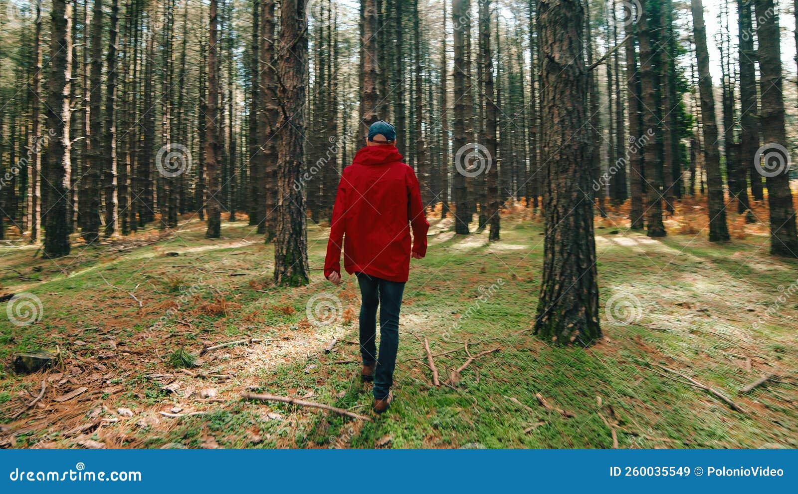 Old Man with Red Jacket Walk into the Deep Tall Forest in Autumn Stock ...