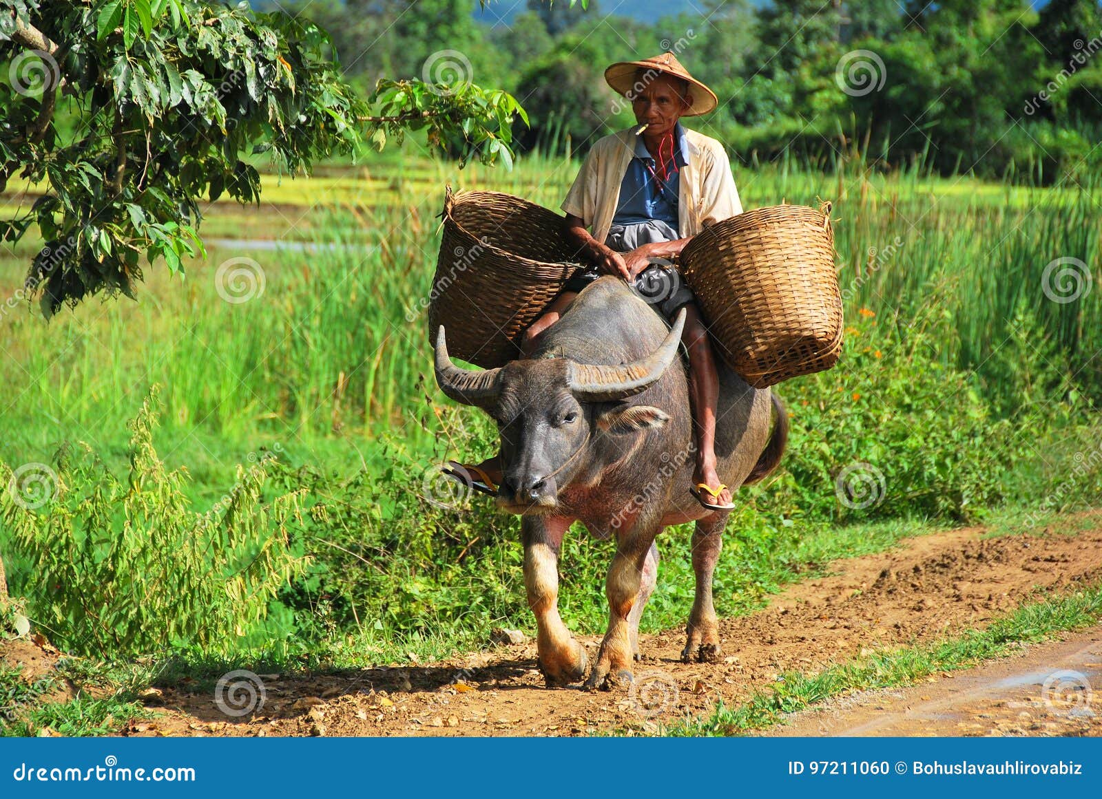 Old man riding a buffalo editorial image. Image of road - 97211060