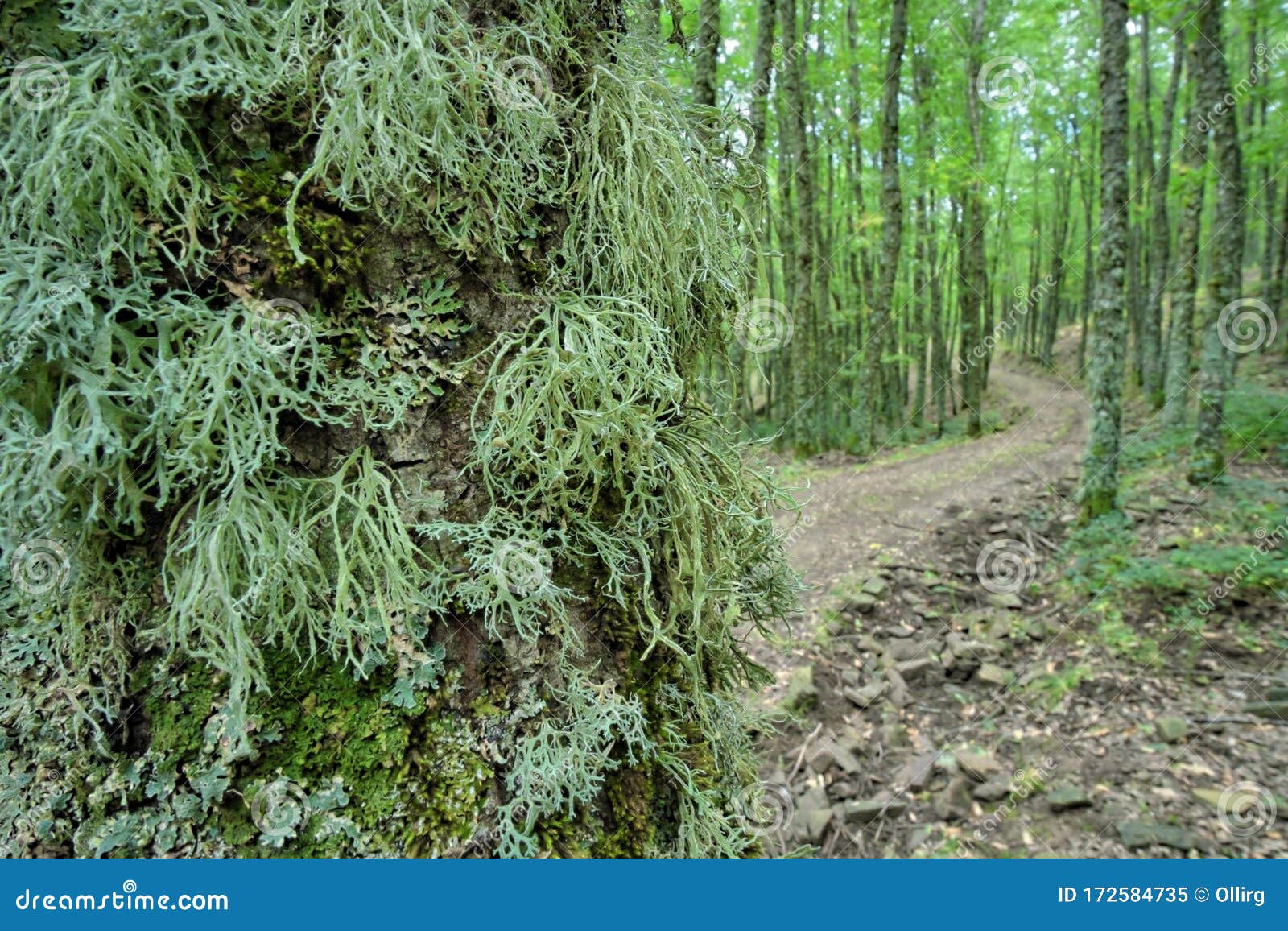 Old Man`s Beard Usnea on Beech Tree Stock Image - Image of forest ...