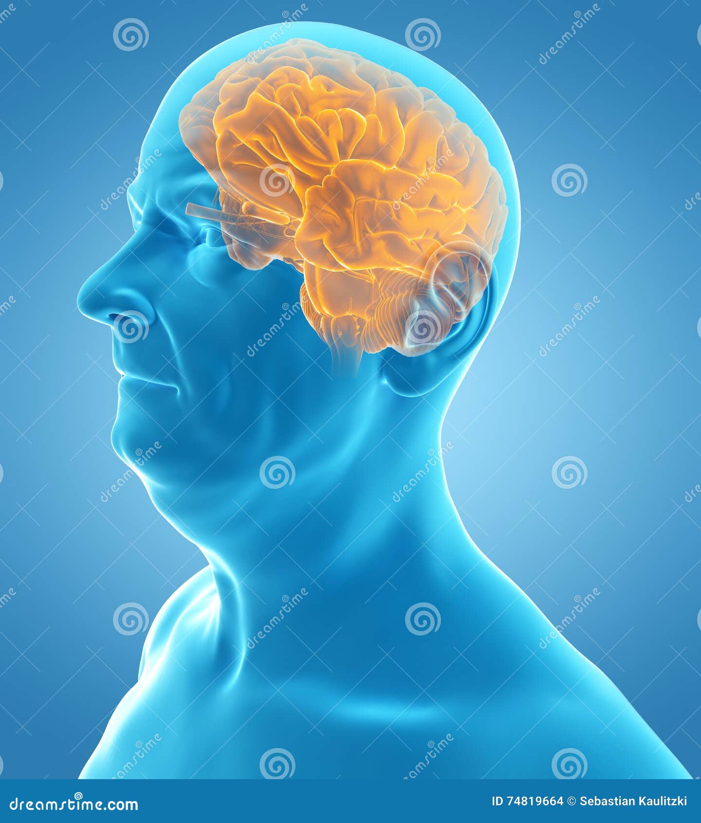 An old manÂ´s brain stock illustration. Illustration of graphic - 74819664