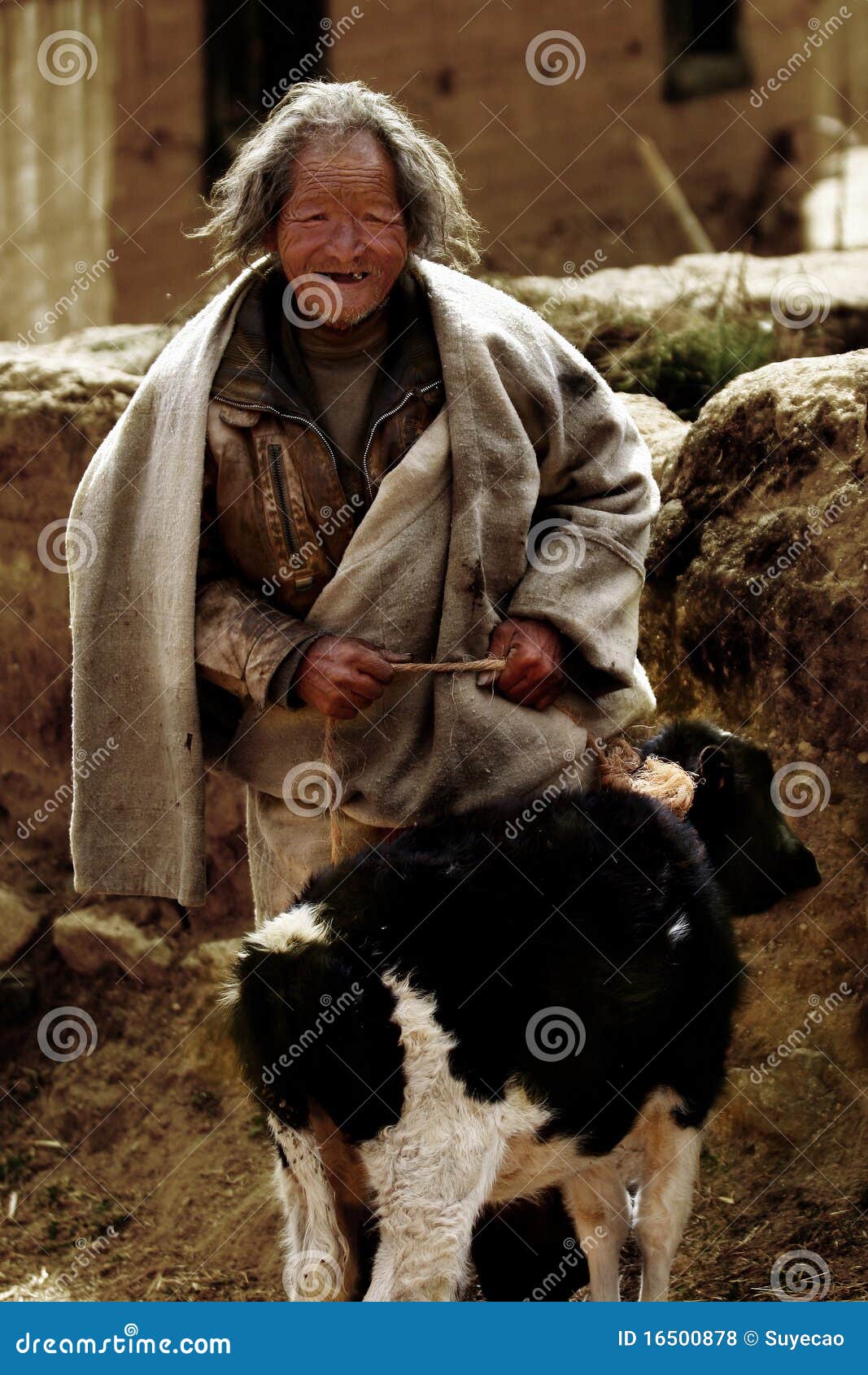 Old man and sheep in Tibet editorial stock photo. Image of hill - 16500878