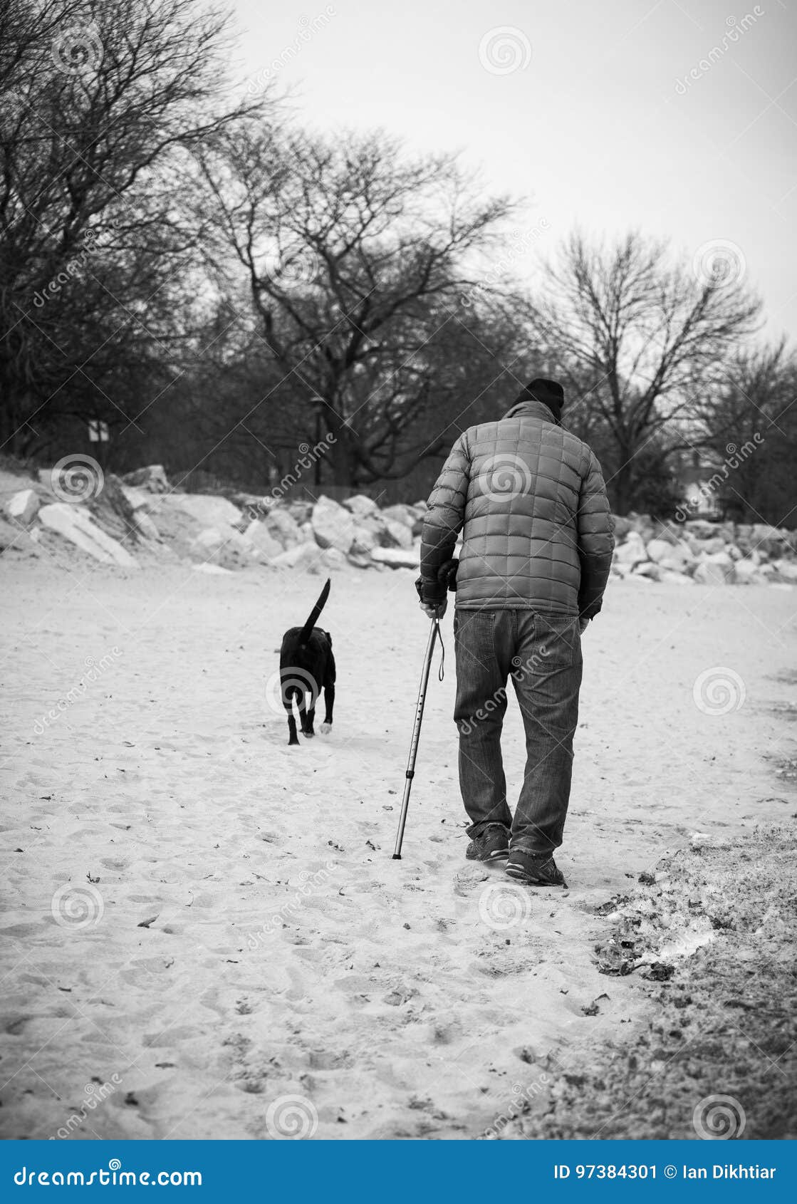 Old Man Walking His Dog Stock Photos - Royalty Free Images