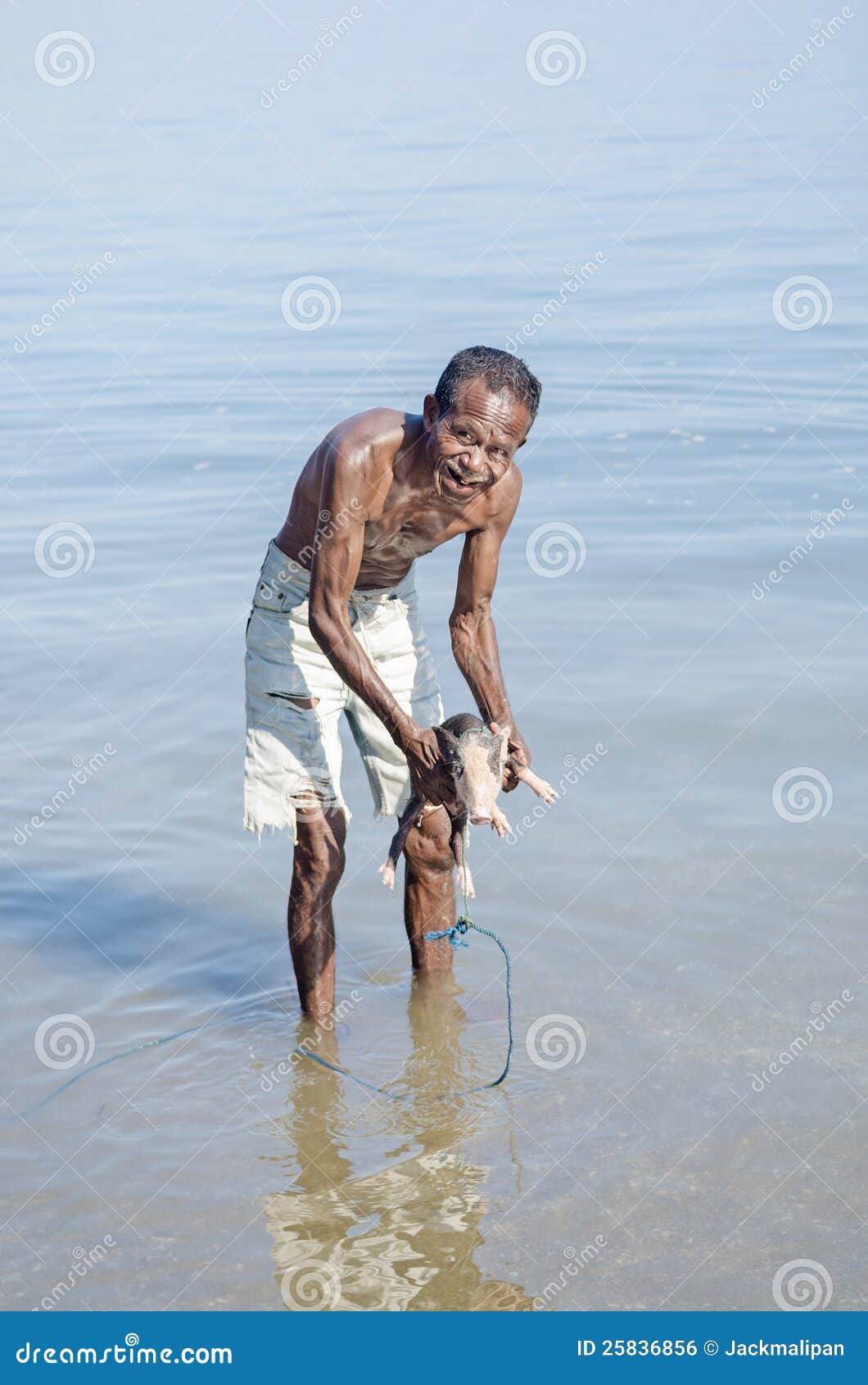 Old Man Washing Pig in East Timor Editorial Photo - Image of asia ...