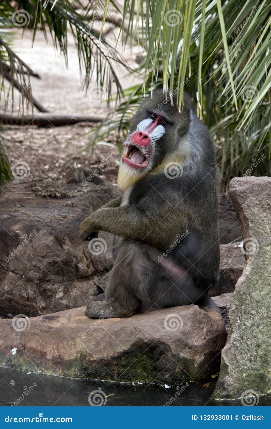 Mandrill is yawning stock image. Image of mouth, brown - 132933001