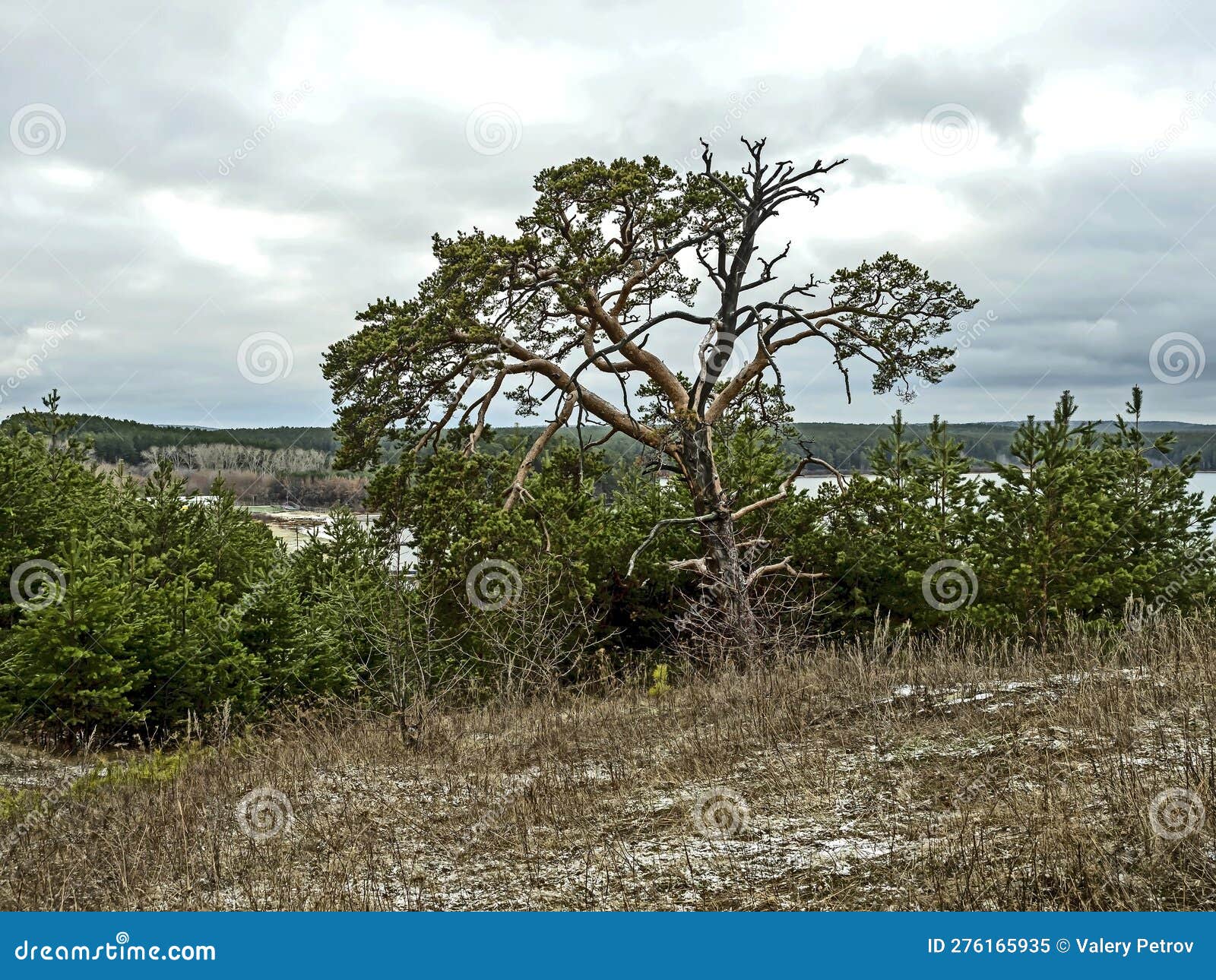 Old Mangled Pine Tree on Top of a Hill Stock Image - Image of forest ...