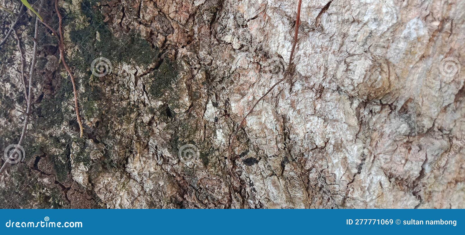Old Mango Tree Bark Texture Stock Image - Image of stonewall, mango ...