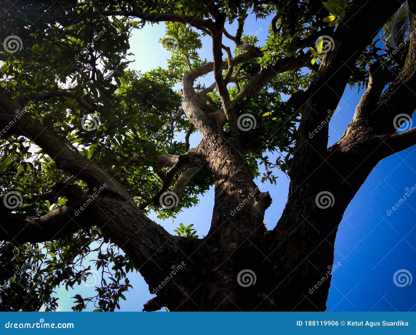 Old Mango Tree Branches in the Morning Sunshine at Ringdikit Farmfield ...